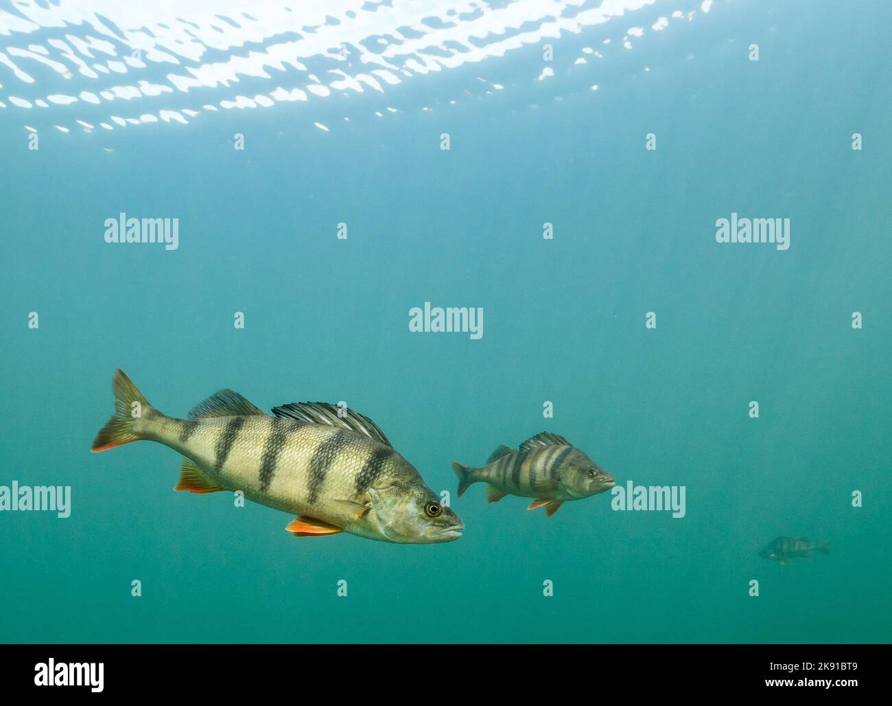 Couple of big perch swimming underwater Stock Photo - Alamy