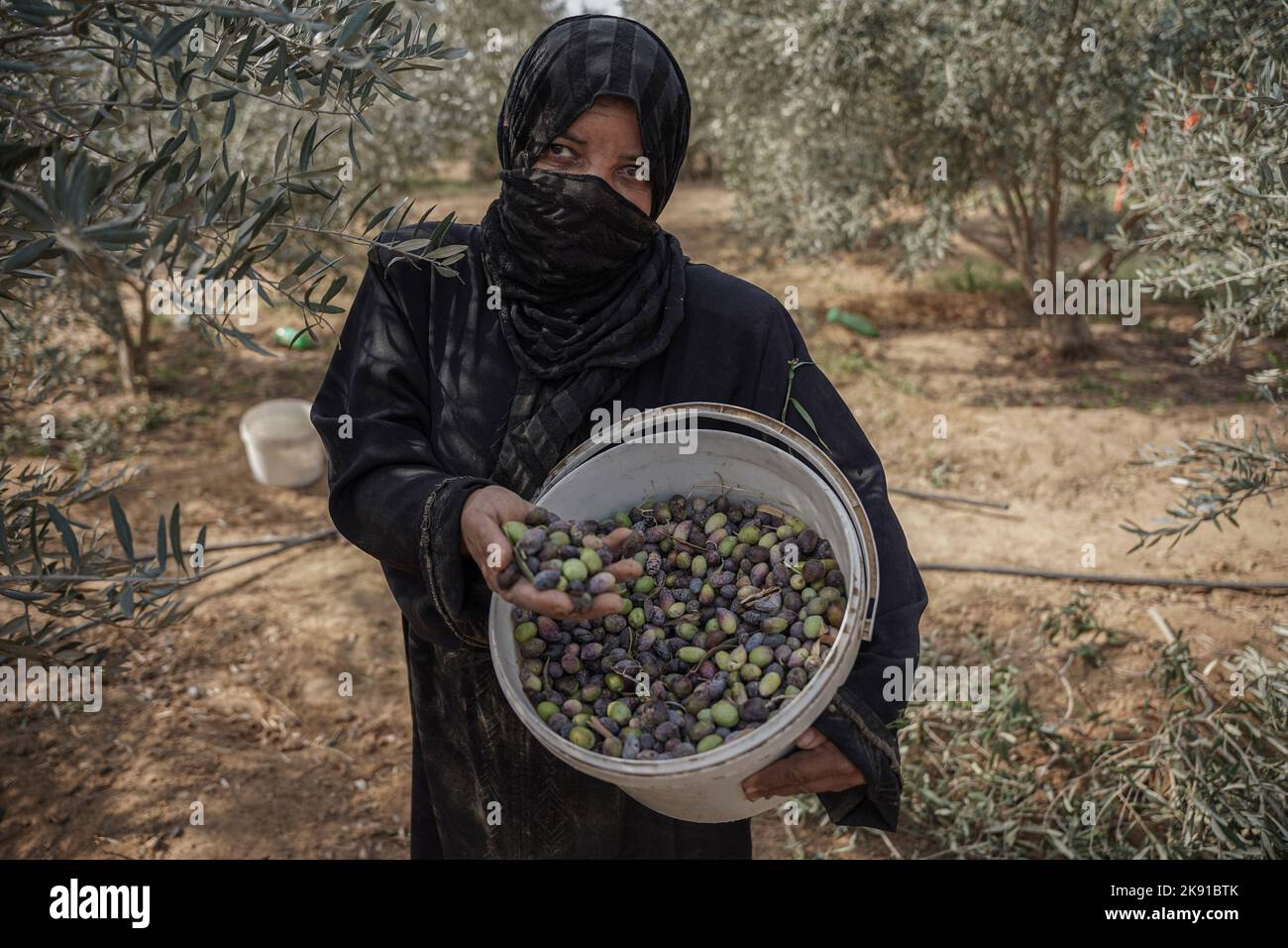 Gaza, Palestine. 25th Oct, 2022. (INT) Olive picking season in ...
