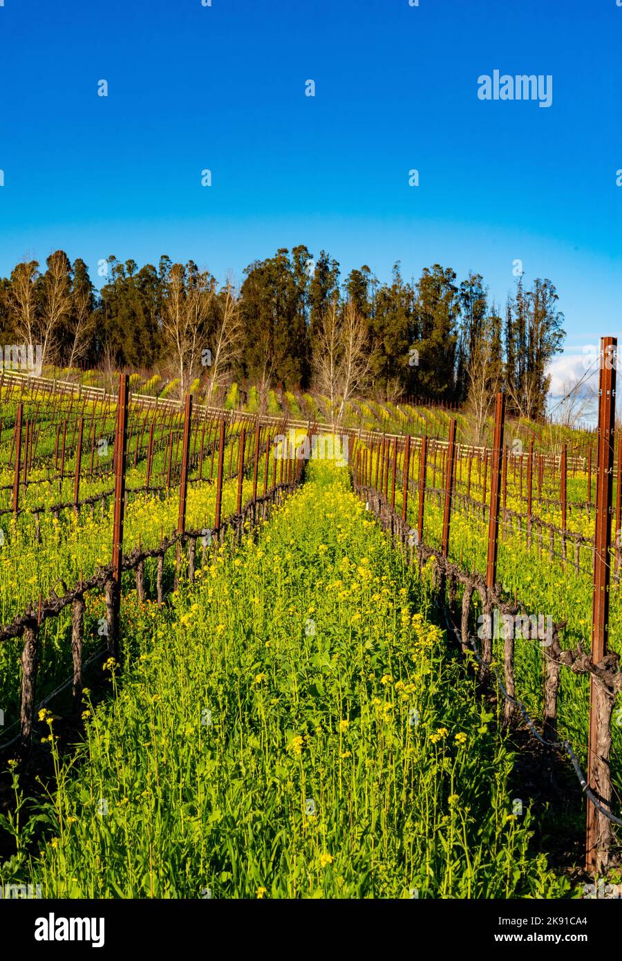 A vertical shot of a line of freshly cut grass with flowers lined with ...
