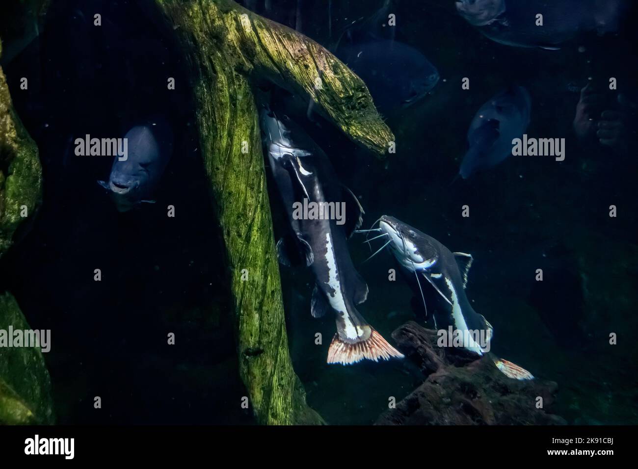 Black catfishes swim in dark water close up Stock Photo - Alamy