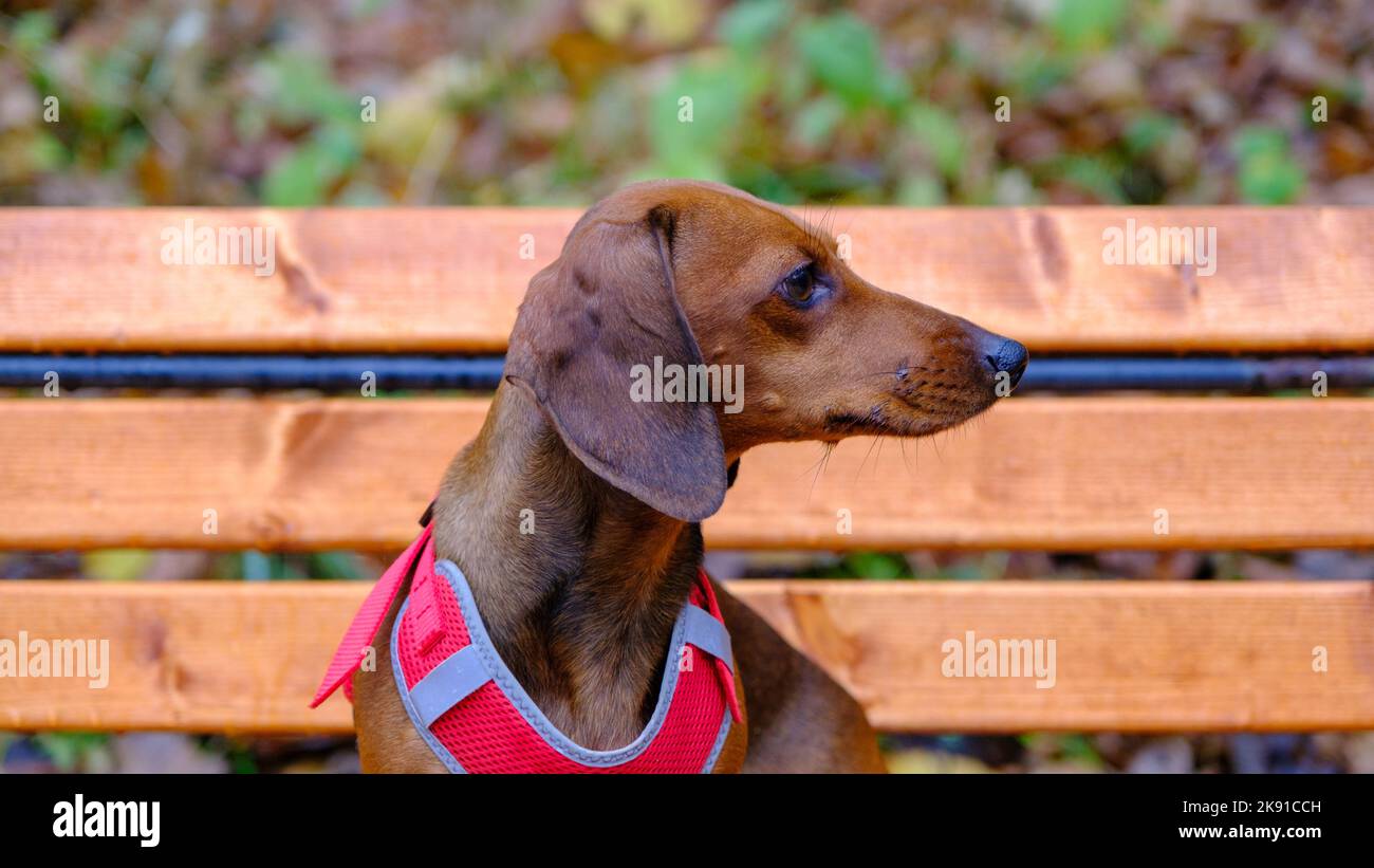 Standard long haired dachshund hi-res stock photography and images - Alamy
