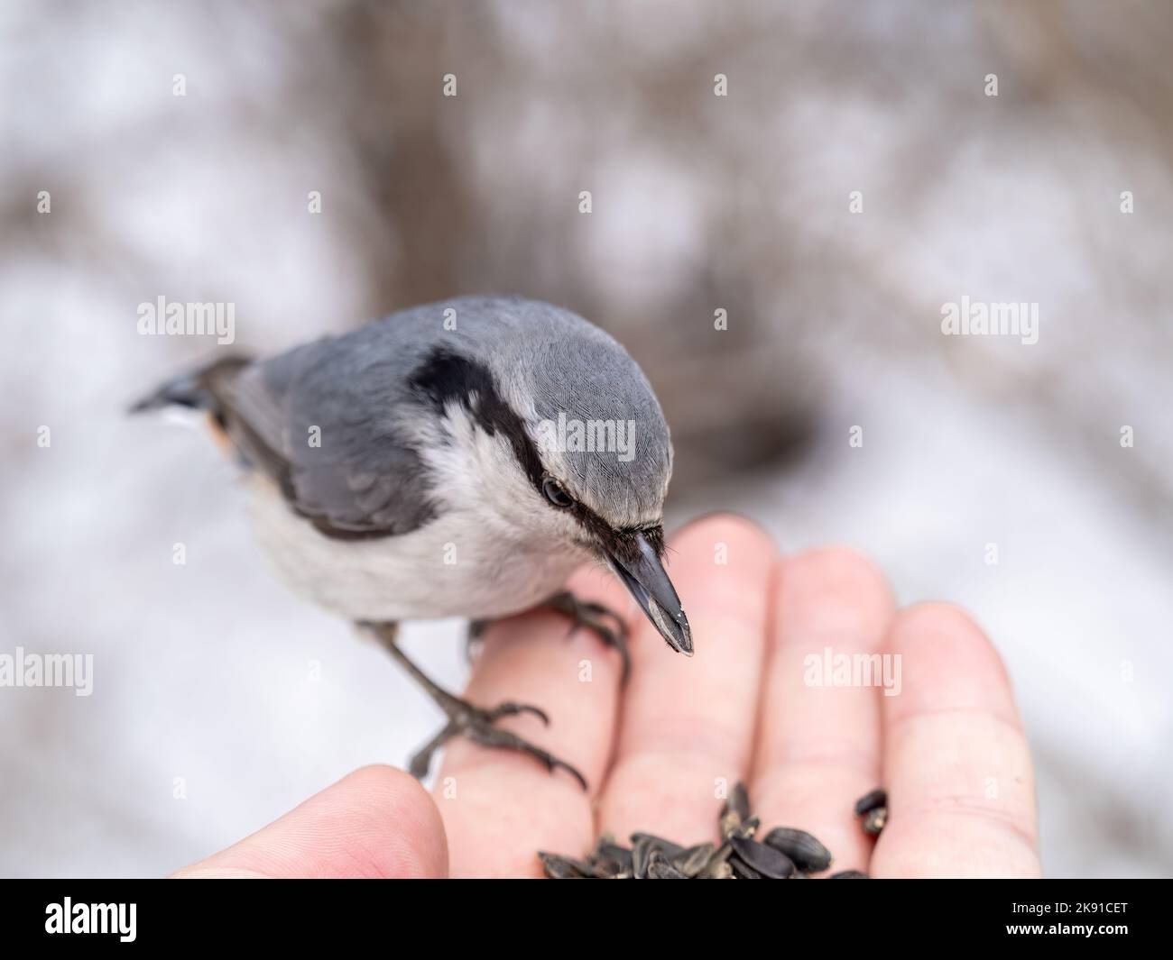 The Eurasian nuthatch eats seeds from a man's hand. Hungry bird wood ...