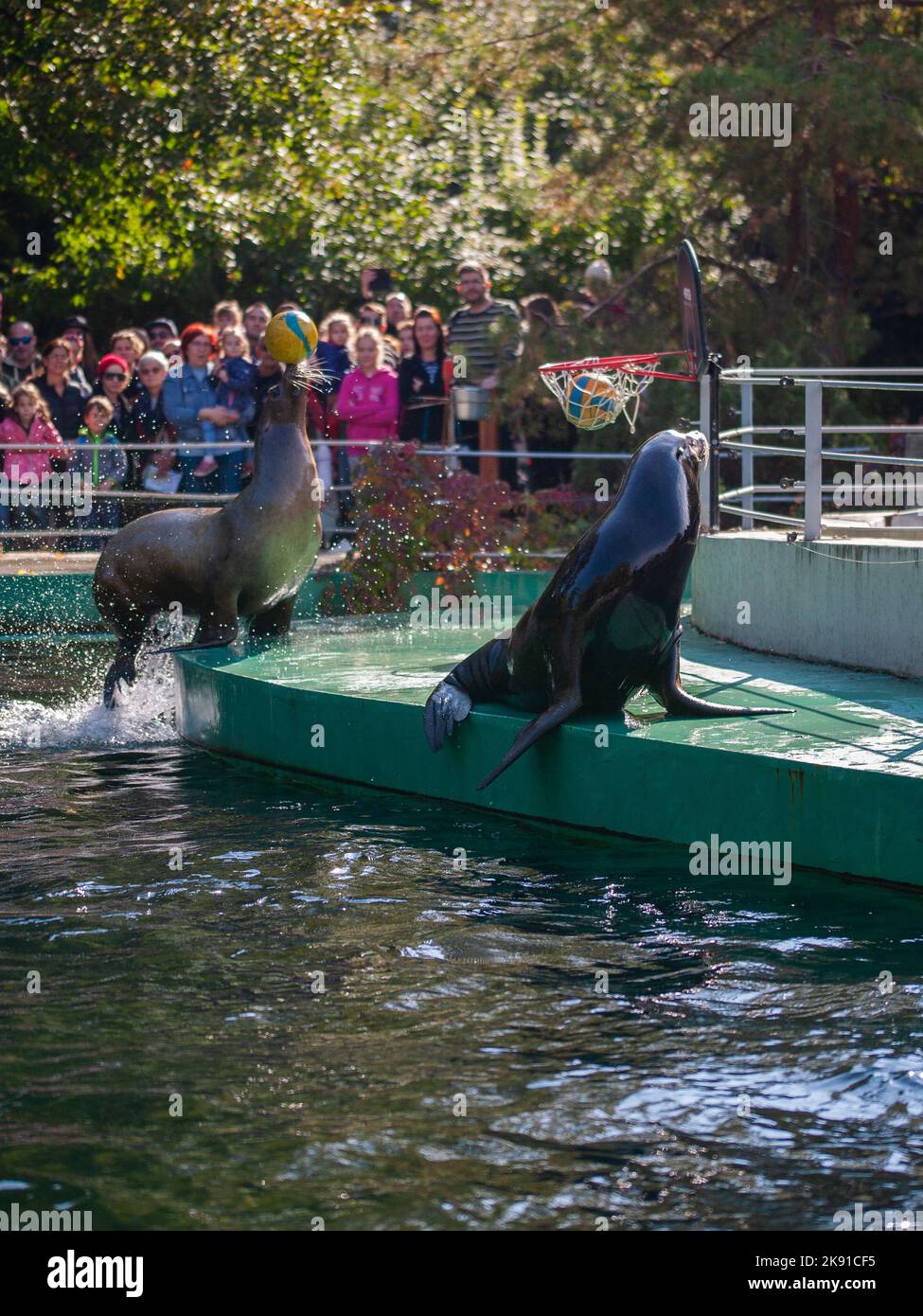 A Seal show with crowd in background Stock Photo - Alamy