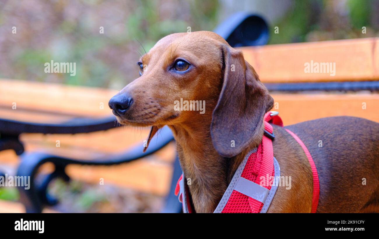 Walking dachshund hi-res stock photography and images - Alamy