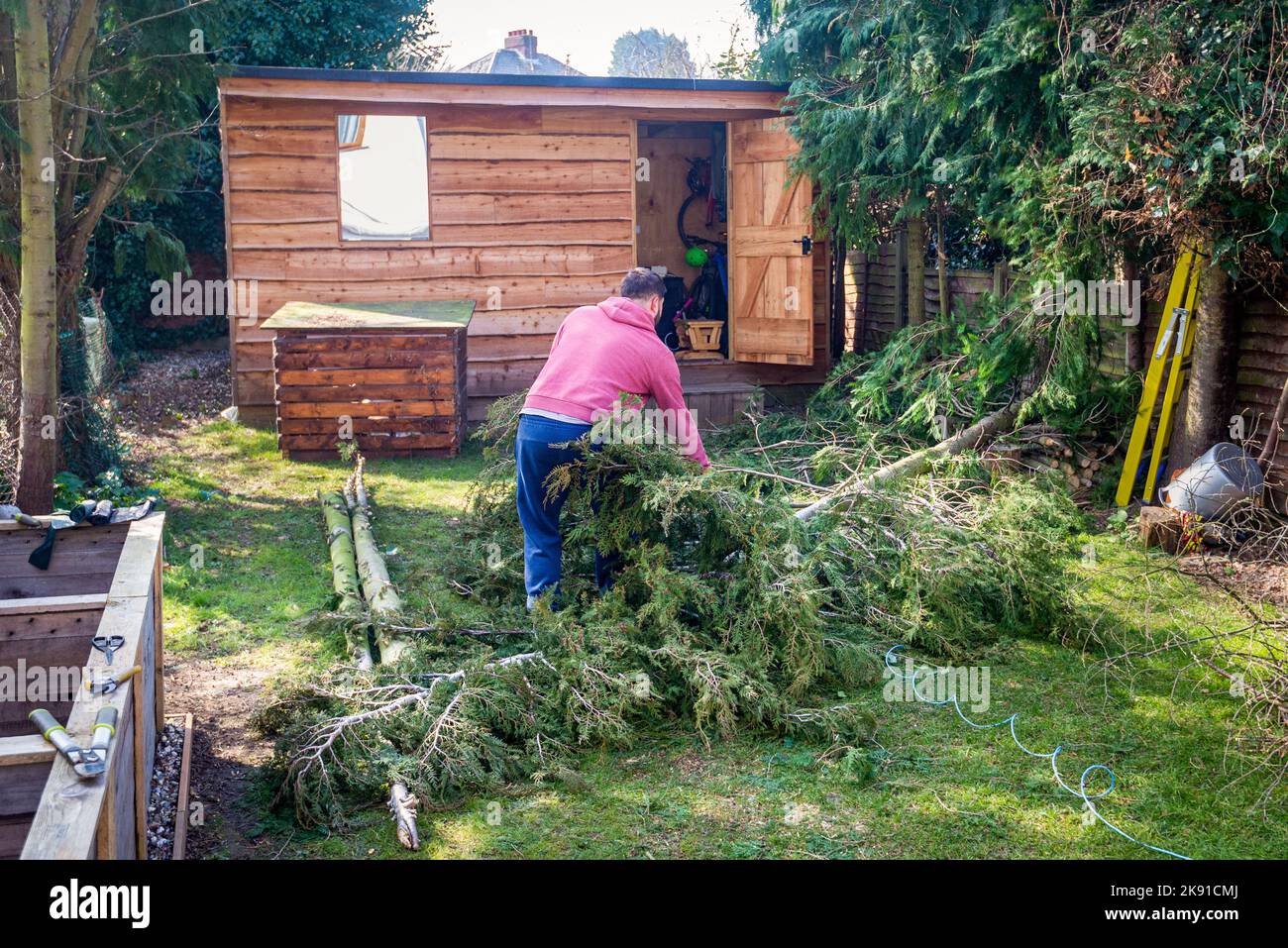 Male tree surgeon collecting fallen branches cut from trees in back ...