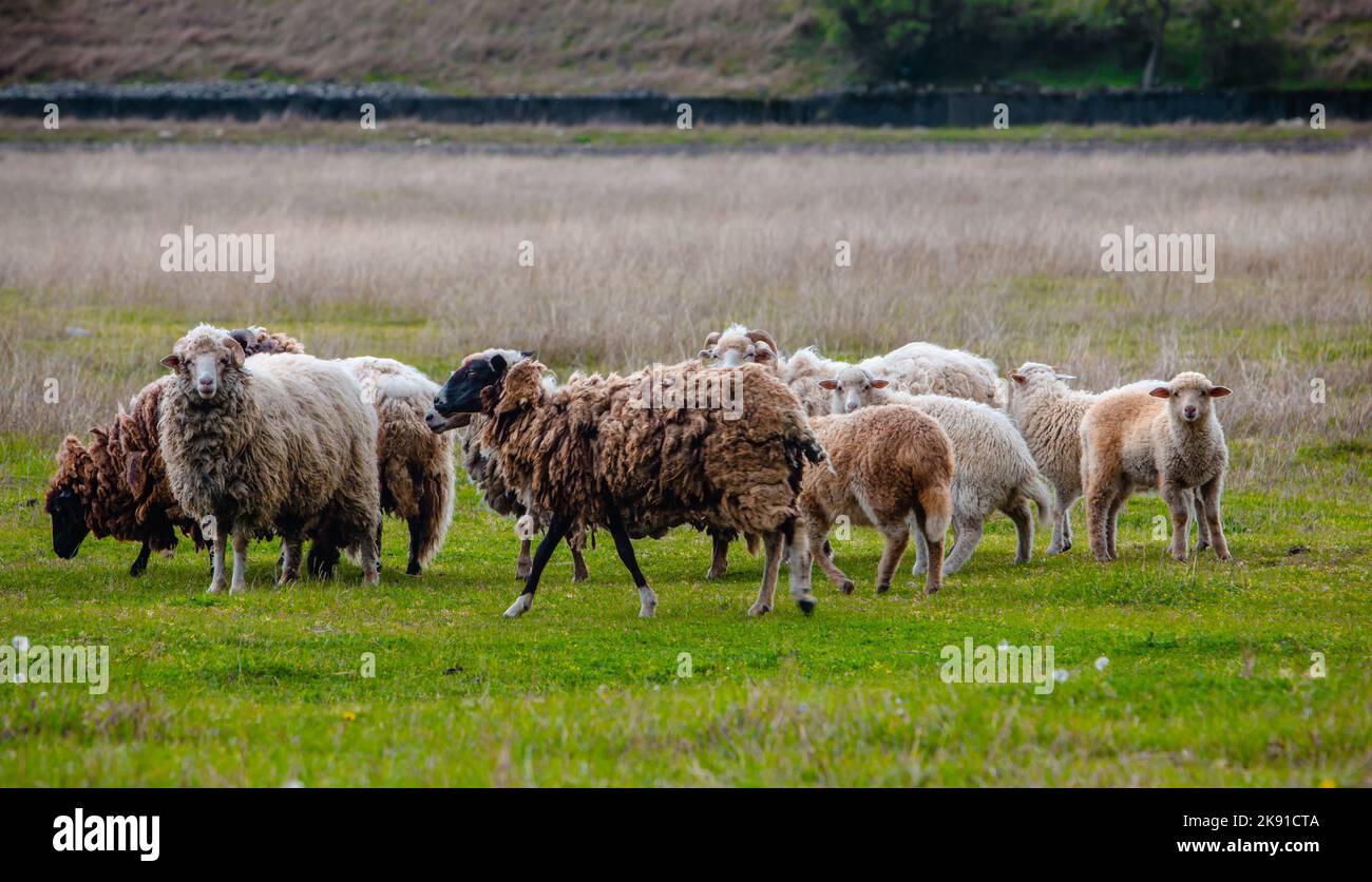 Cute sheep village farm field hi-res stock photography and images - Alamy