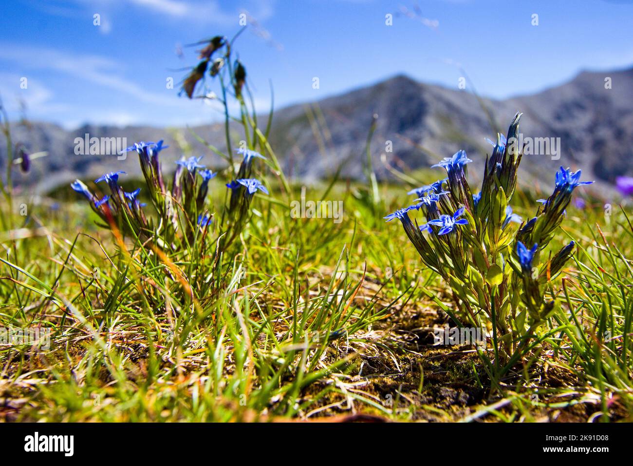 The Snow gentian, Alpine gentian (Gentiana nivalis) blooming flower ...