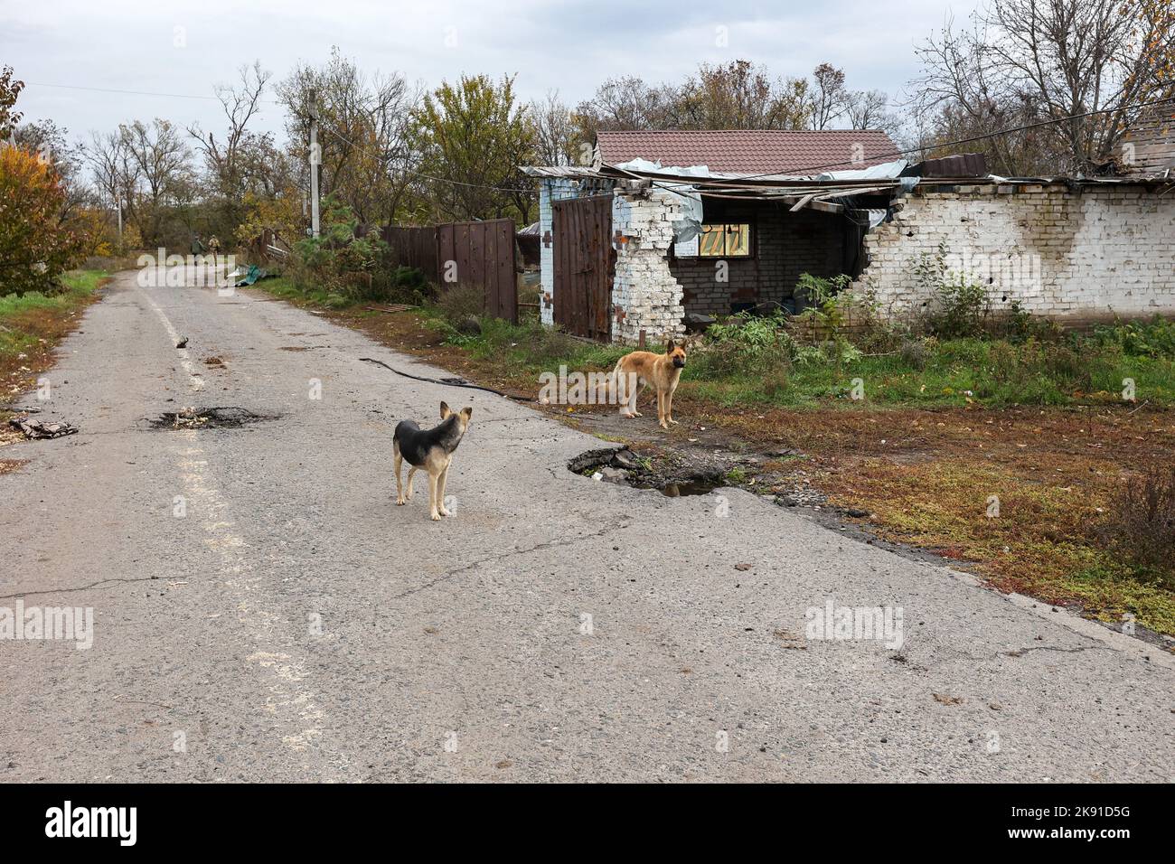 TSUPIVKA, UKRAINE - OCTOBER 25, 2022 - Stray dogs are seen on the ...