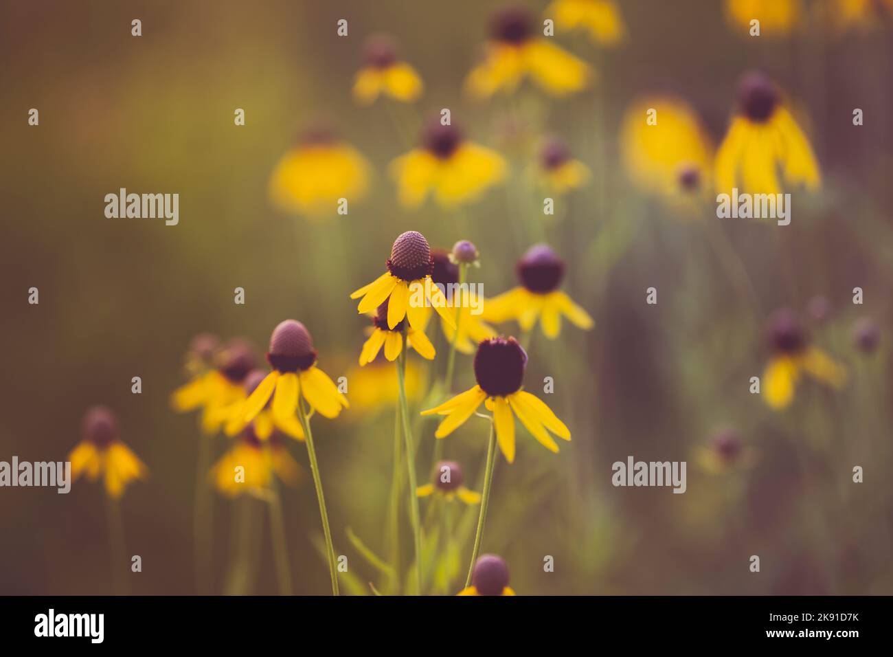 Suzanne bloom hi-res stock photography and images - Alamy