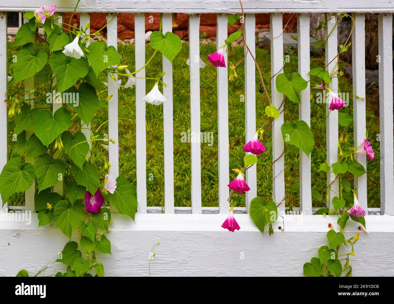 Vine fence hi-res stock photography and images - Alamy