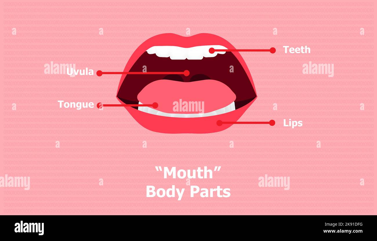 A descriptional background of mouth body parts with names Stock Vector ...