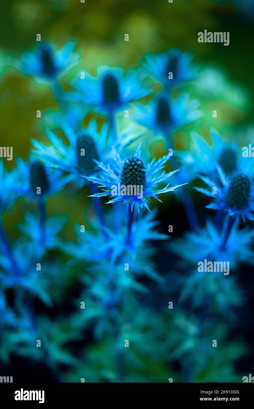 Blue feverweed hi-res stock photography and images - Alamy