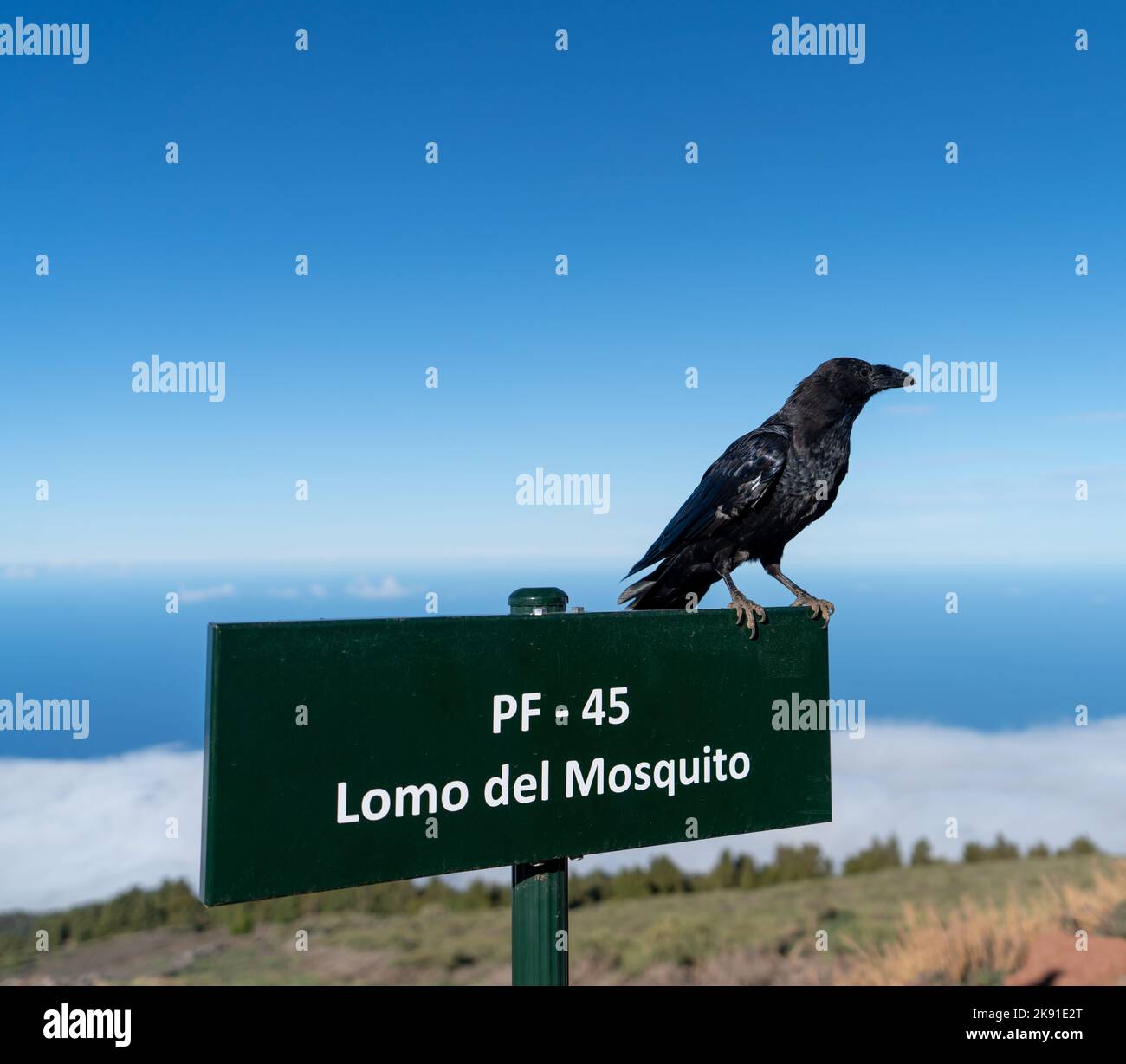 Crow over Lomo del Mosquito sign with text space Stock Photo - Alamy