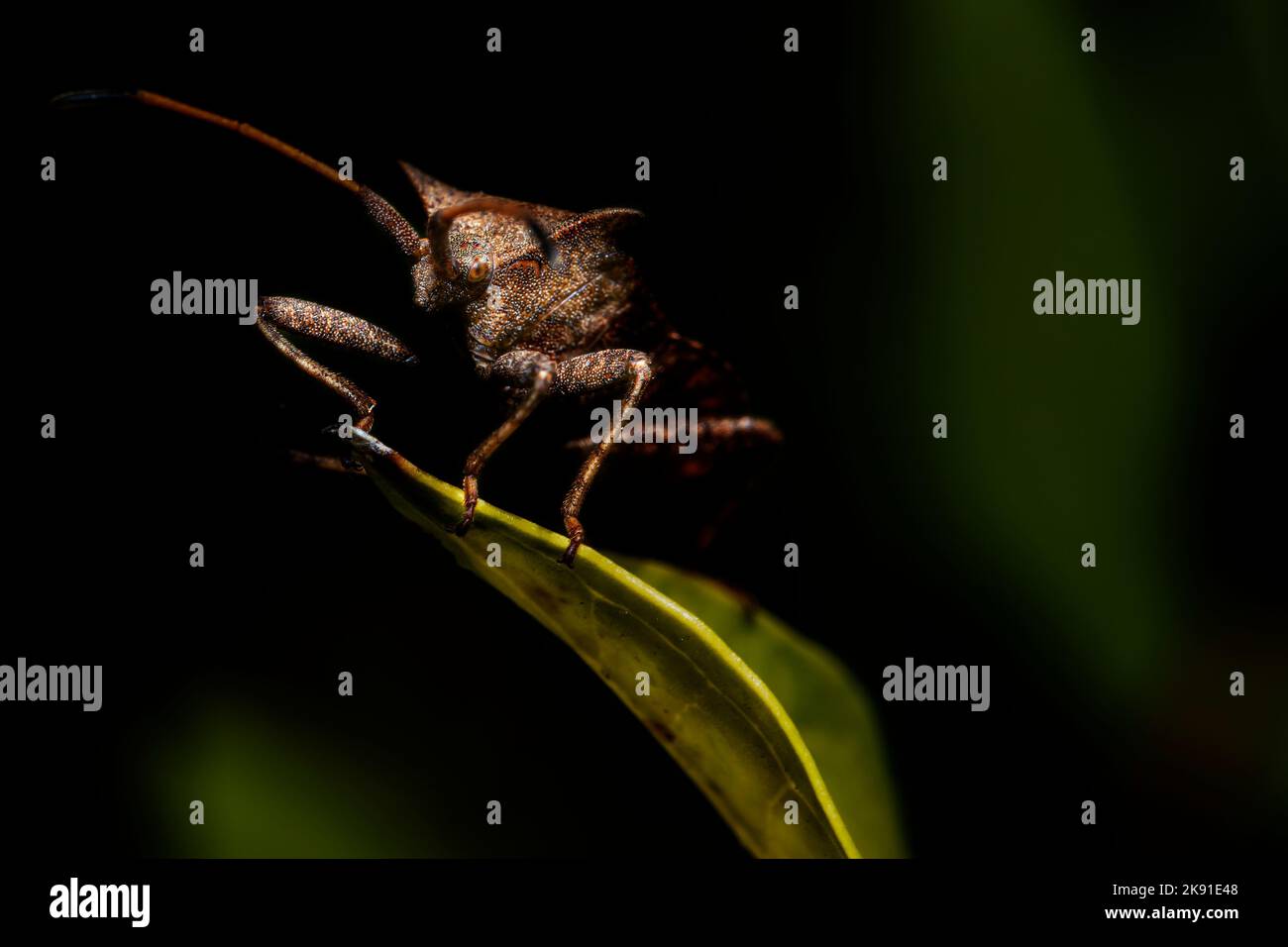 Leaf insect background hi-res stock photography and images - Alamy