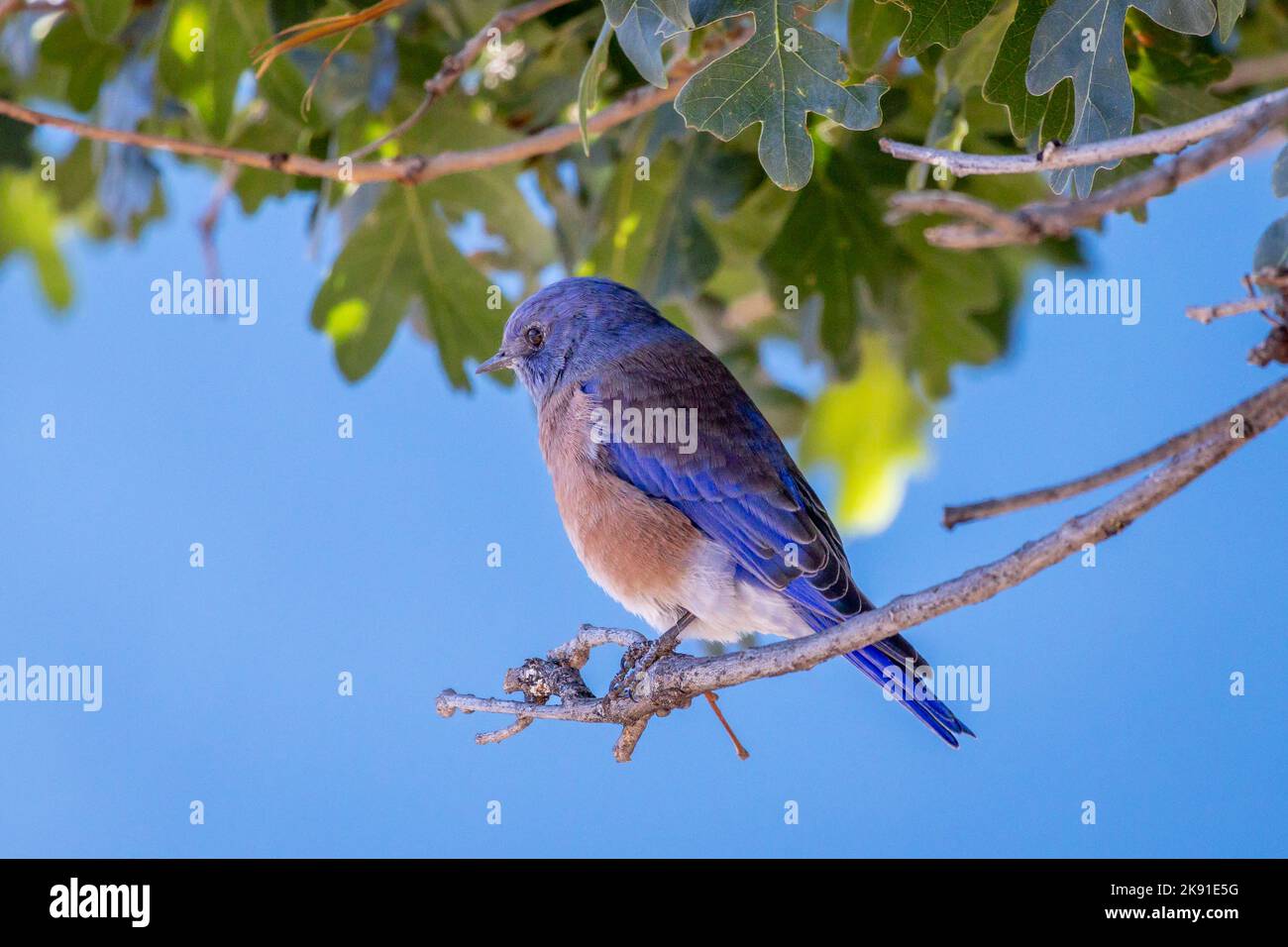 The bluebird or also called the eastern bleubird sitting on a tree ...