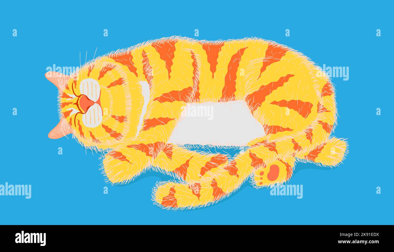 The lovely yellow and orange striped cat flop on a pastel blue ...
