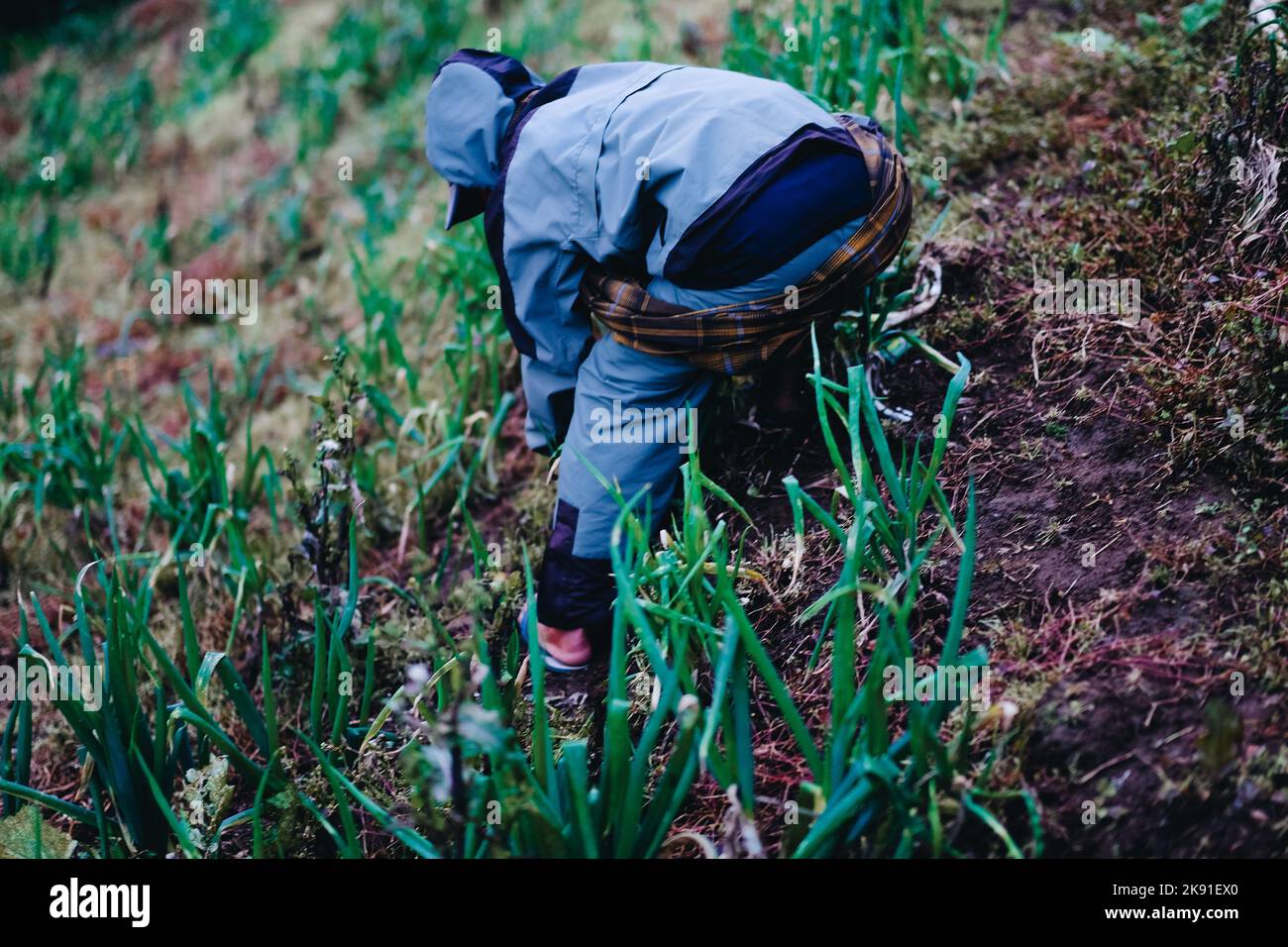 A back view of a person planting crops Stock Photo - Alamy