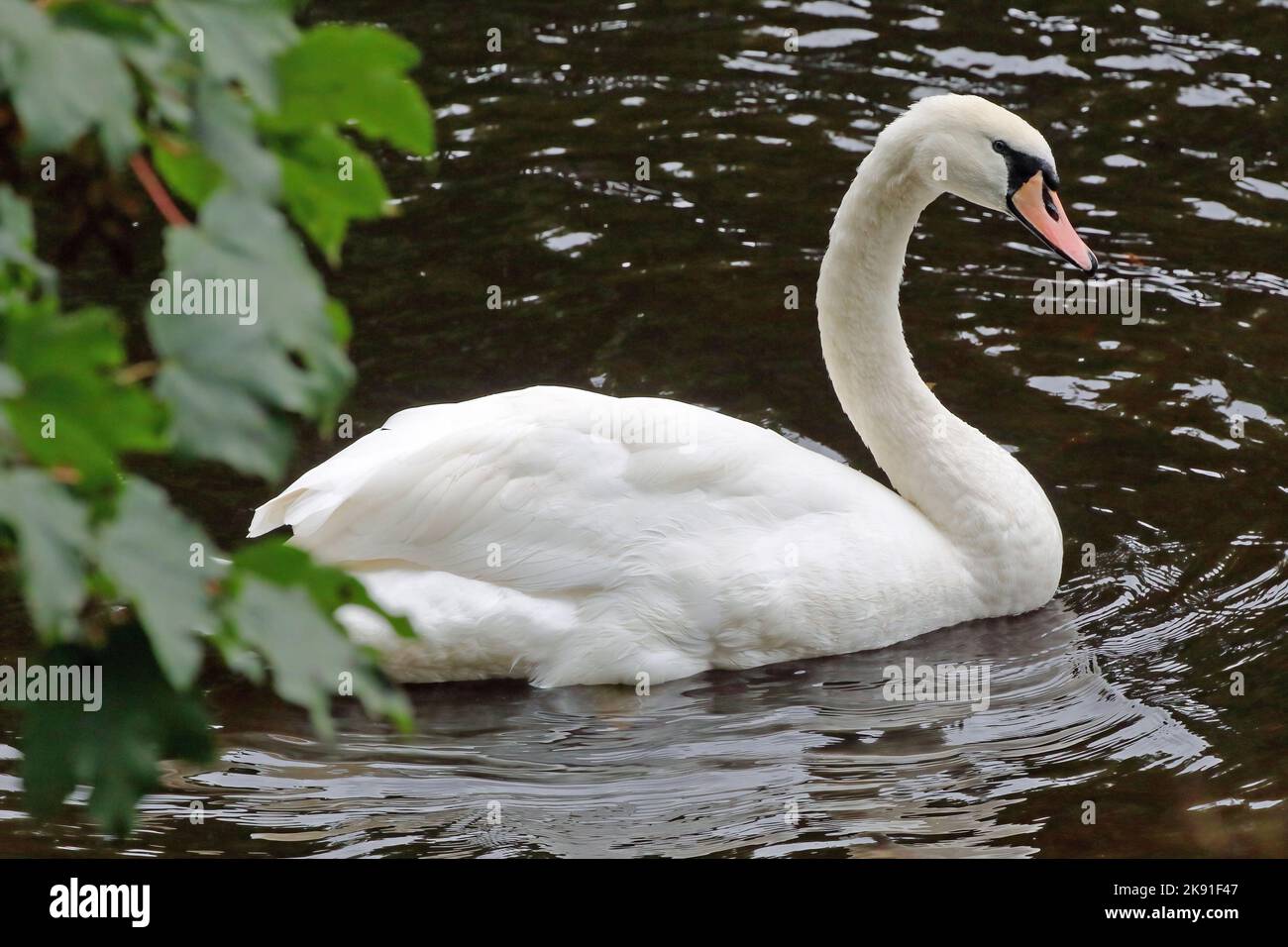 Welsh swan hi-res stock photography and images - Alamy