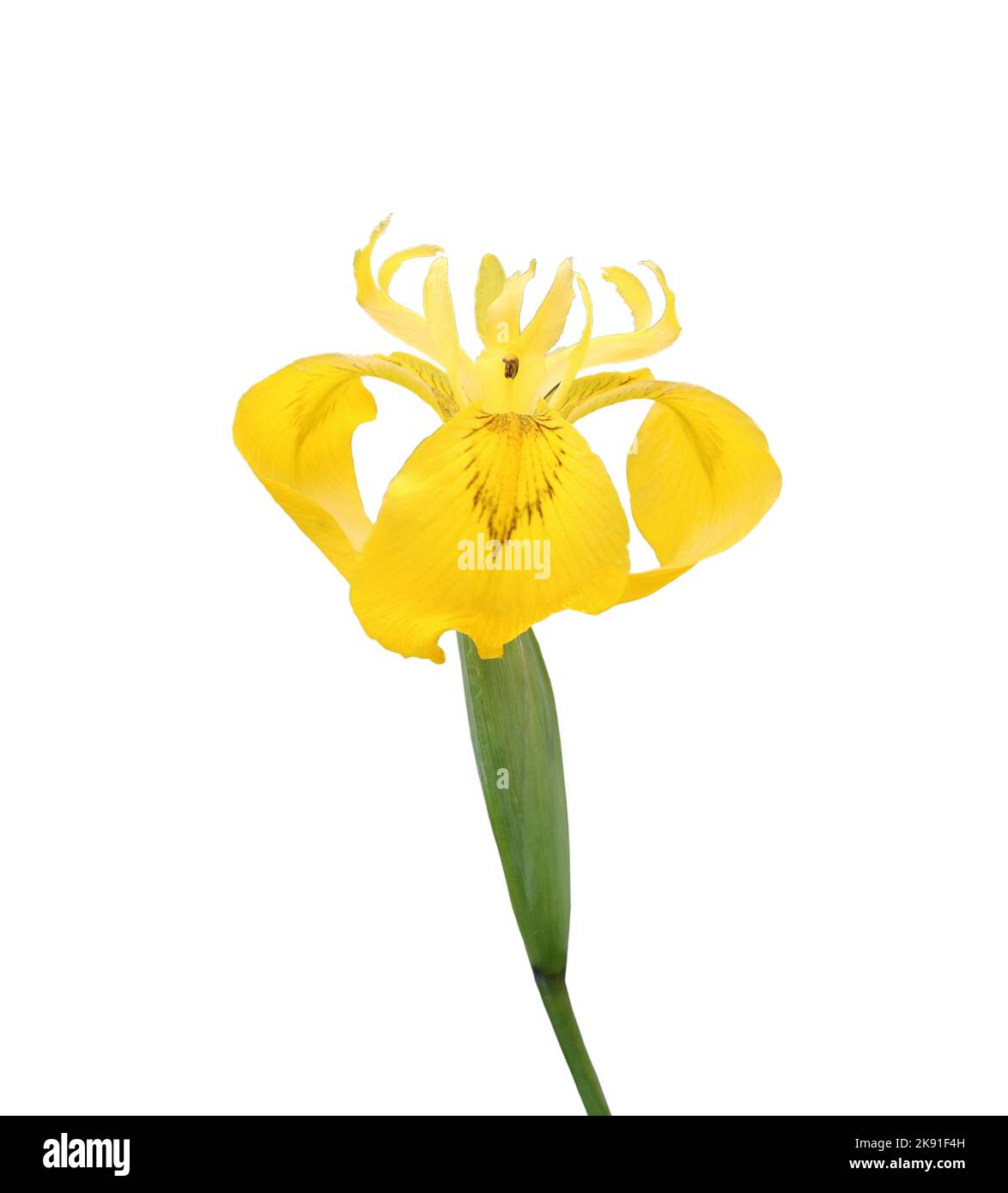 Íris pseudácorus, blooming water iris isolated on white background ...