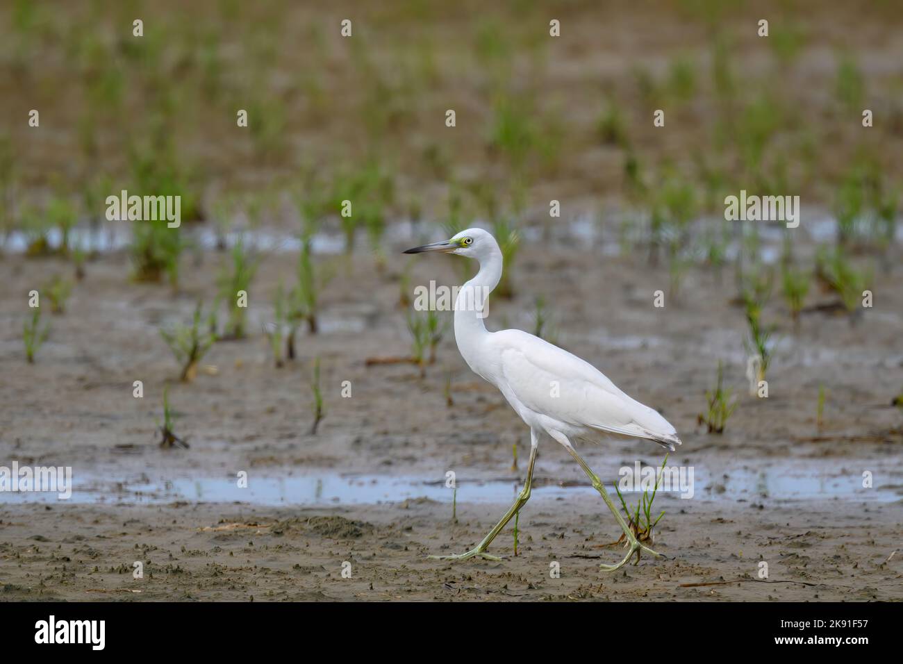 The little egret bird walking on wet sand ground Stock Photo - Alamy