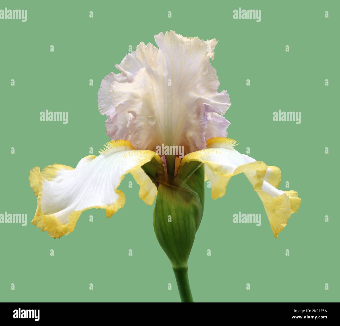 gorgeous blooming iris, isolated flower on white background close-up ...