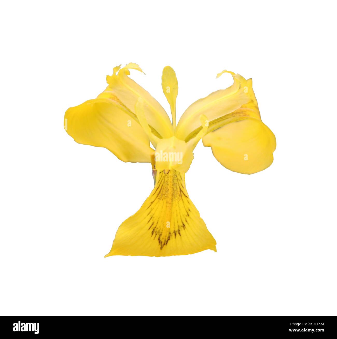 Íris pseudácorus, blooming water iris isolated on white background ...