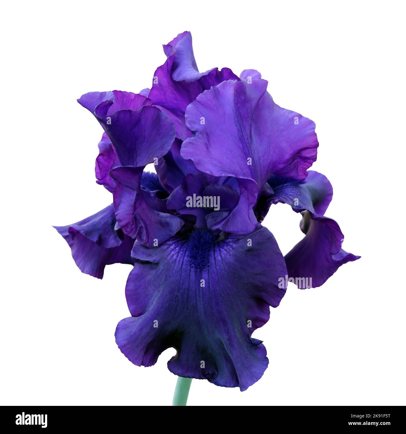 gorgeous blooming violet iris, isolated flower on white background ...