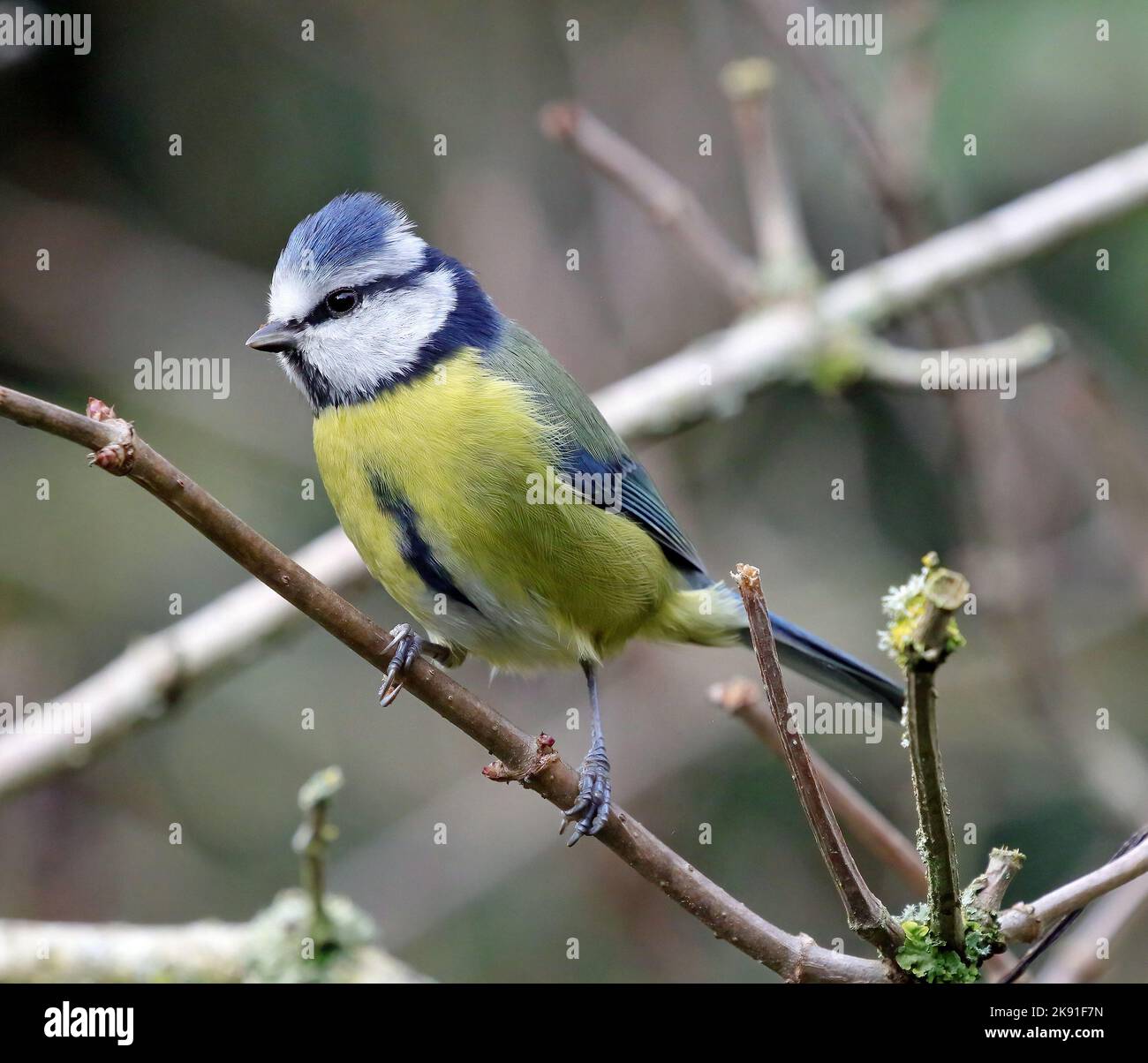 Eurasian Blue Tit (Cyanistes Caeruleus Stock Photo - Alamy