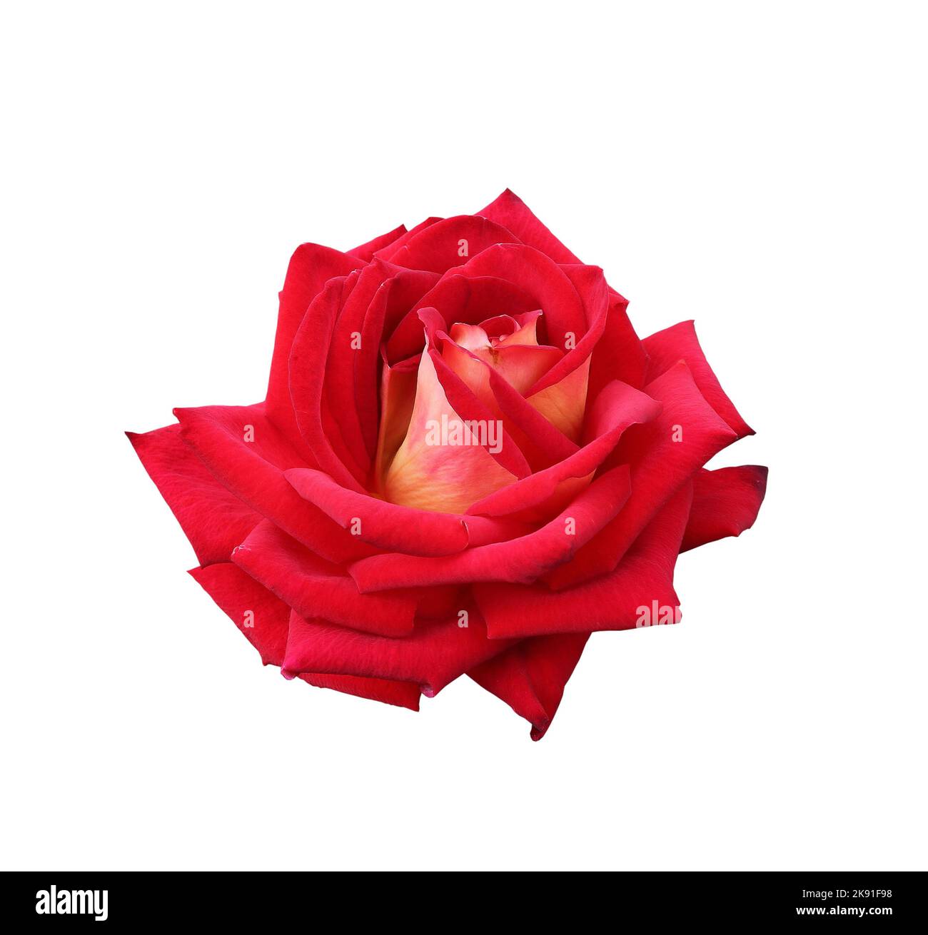 gorgeous red rose isolated on white background Stock Photo - Alamy