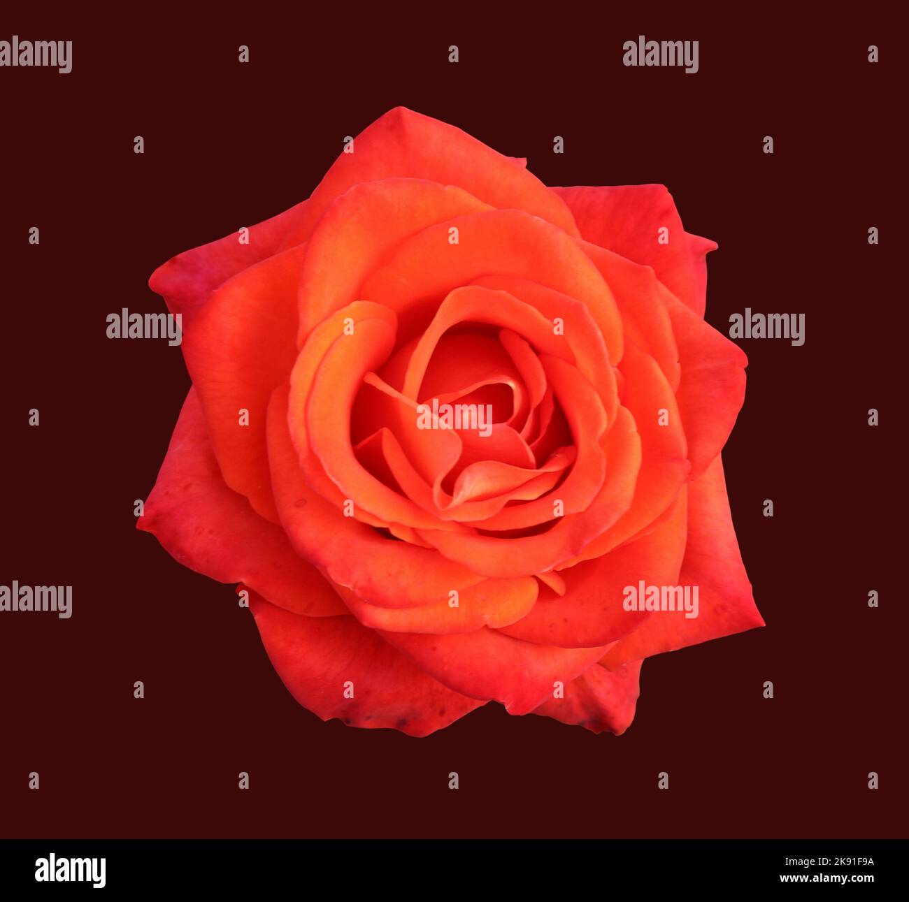 Scarlet present hi-res stock photography and images - Alamy