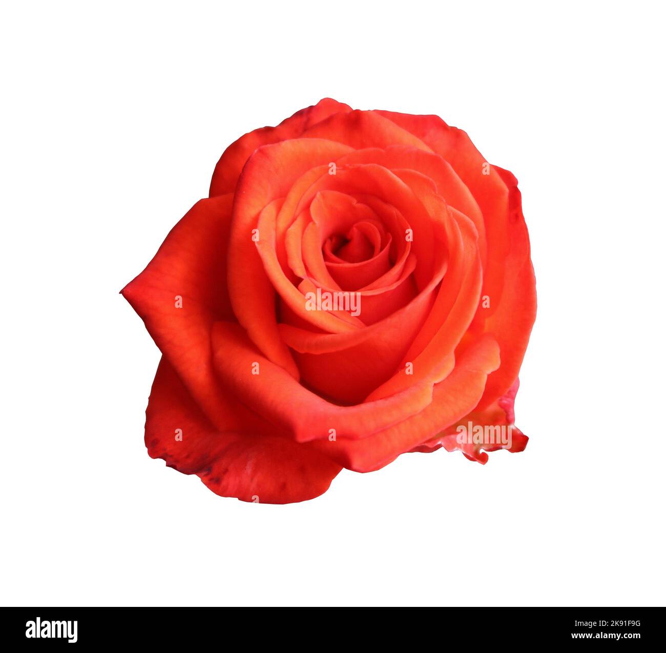 scarlet blooming rose close-up isolated on white background, natural ...