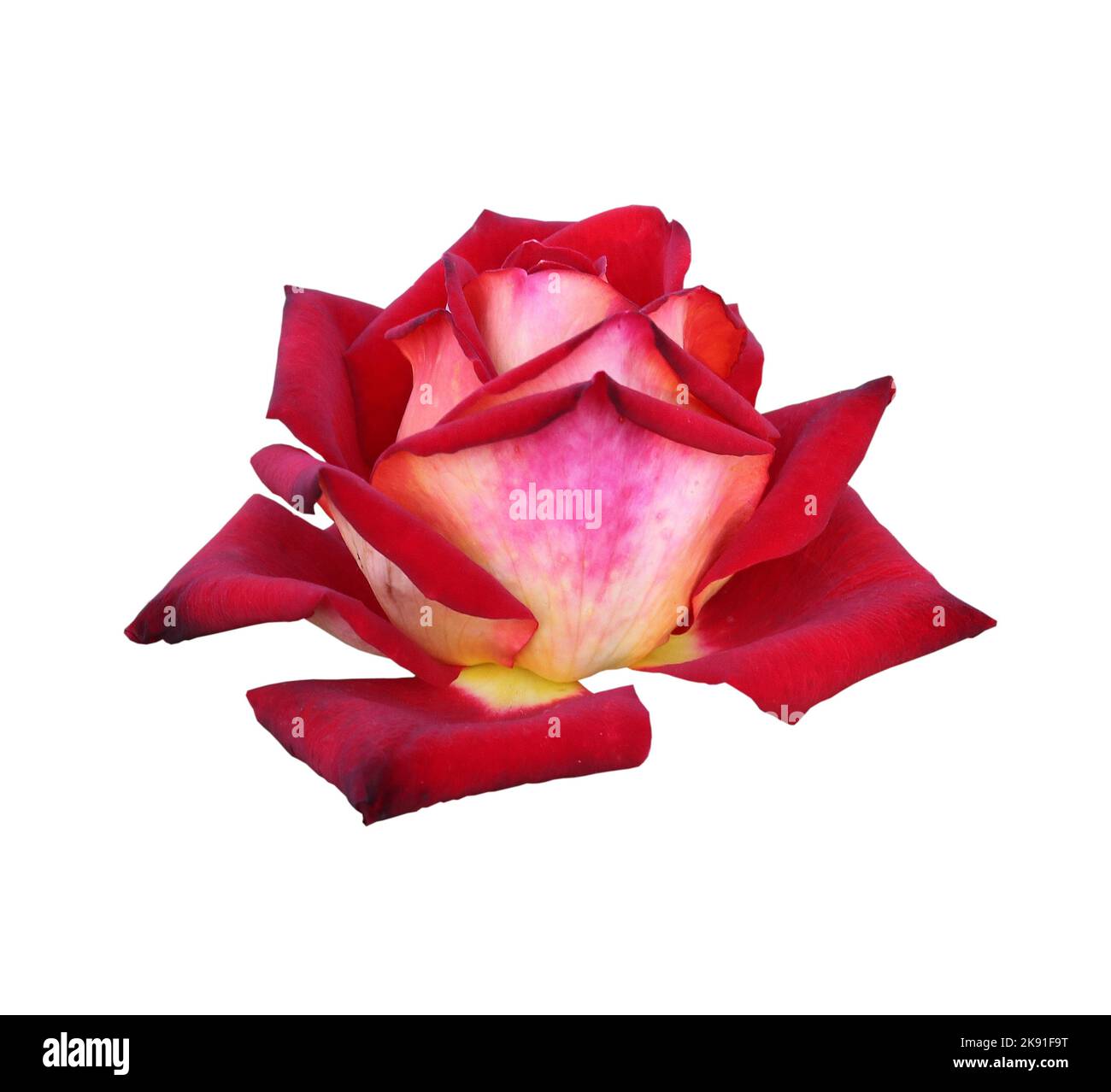 red rose with open petals close-up isolated on white background Stock ...