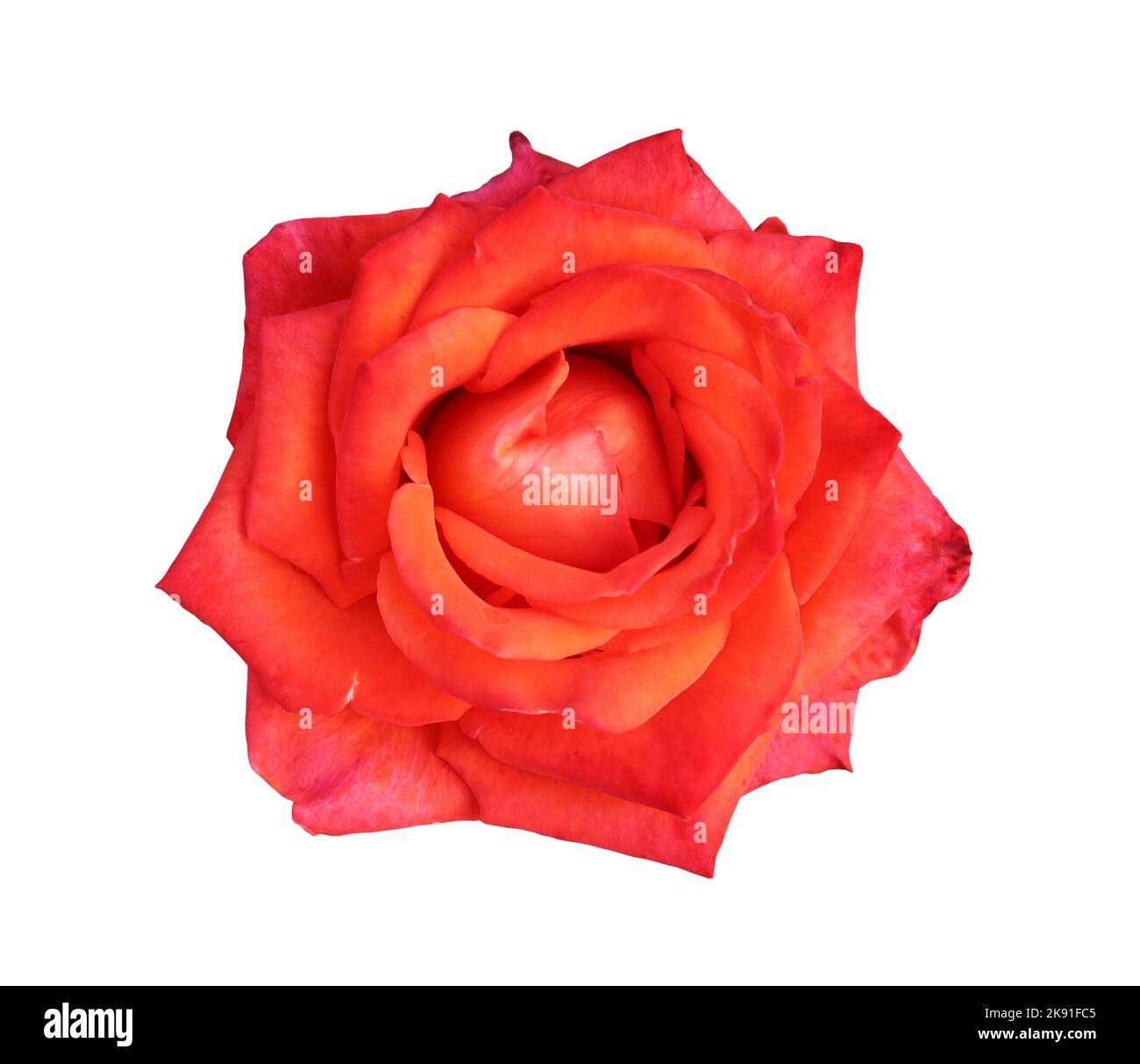 Scarlet bloom Cut Out Stock Images & Pictures - Alamy