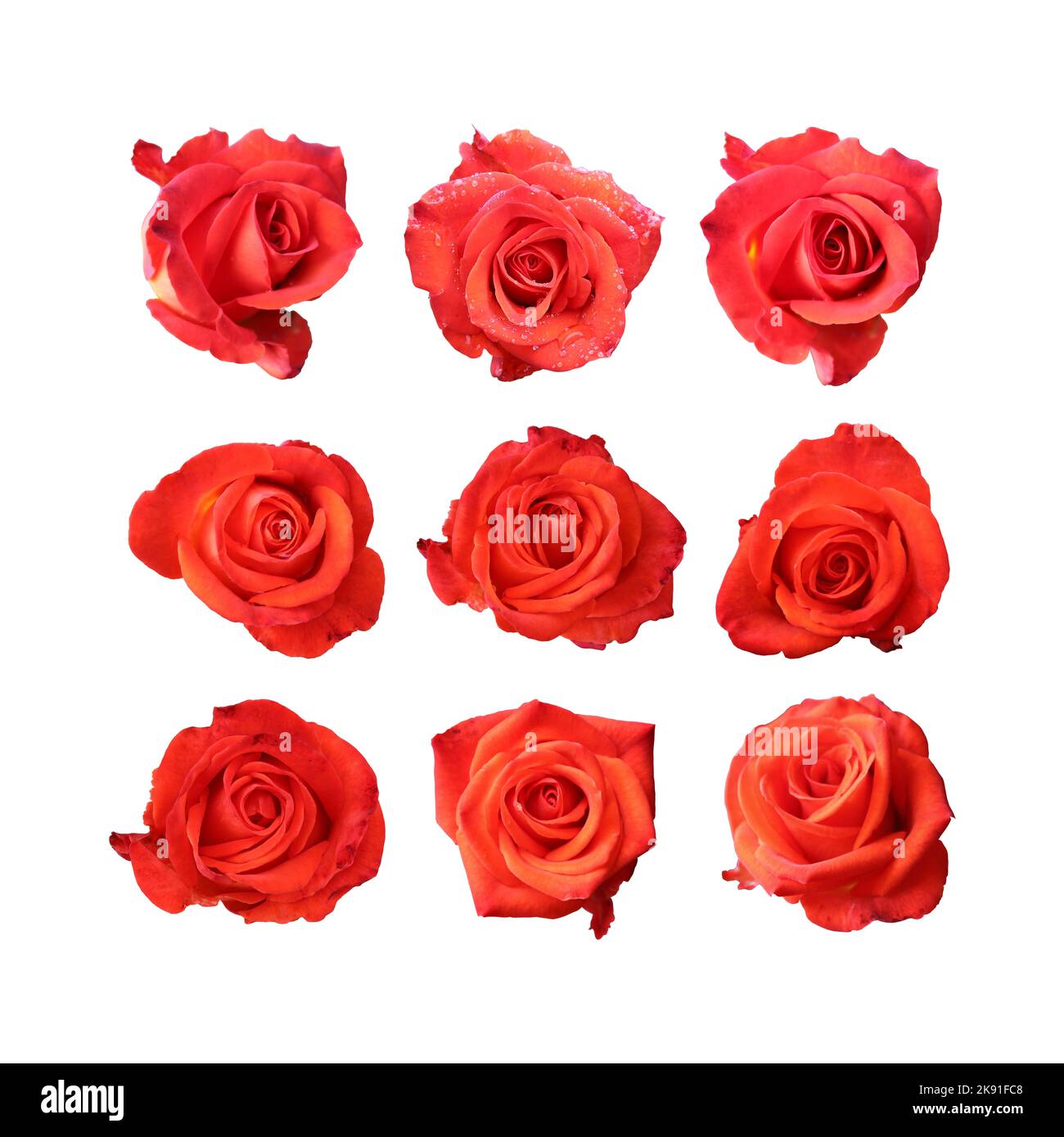 red rose set isolated on white background Stock Photo - Alamy