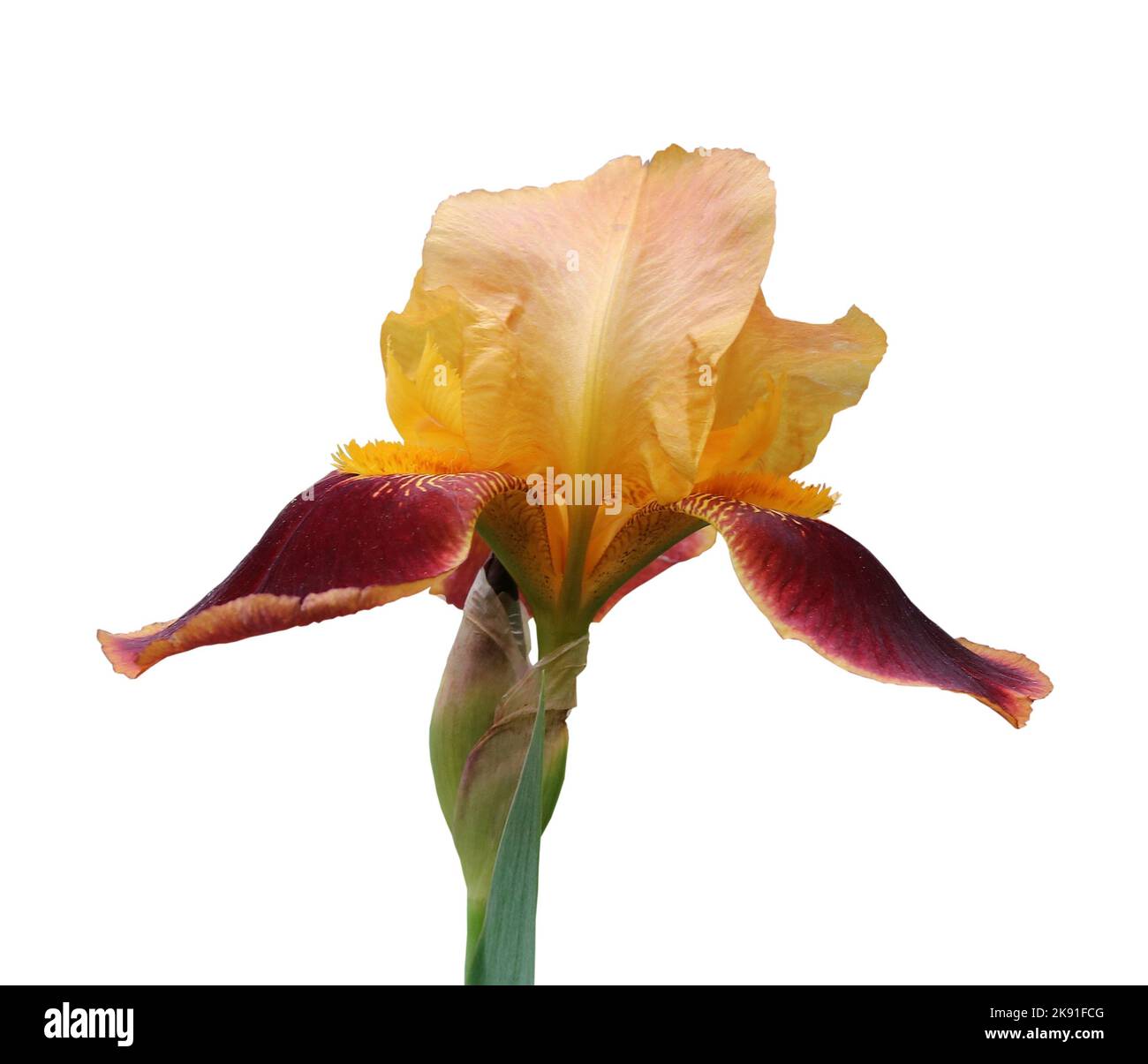 flowering iris close-up, isolated flower on white background Stock ...