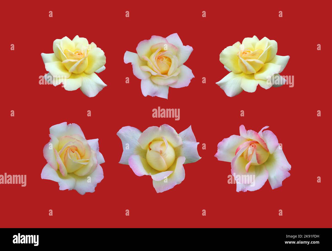 rose Gloria day. Beautiful blooming rose isolated on white background ...