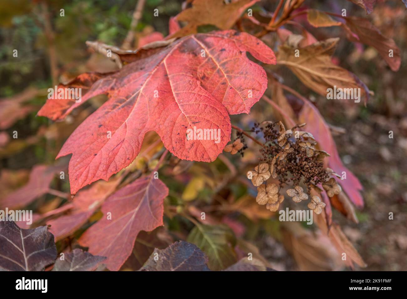 A mature oak leaf hydrangea bush turning colors of the fall season with ...