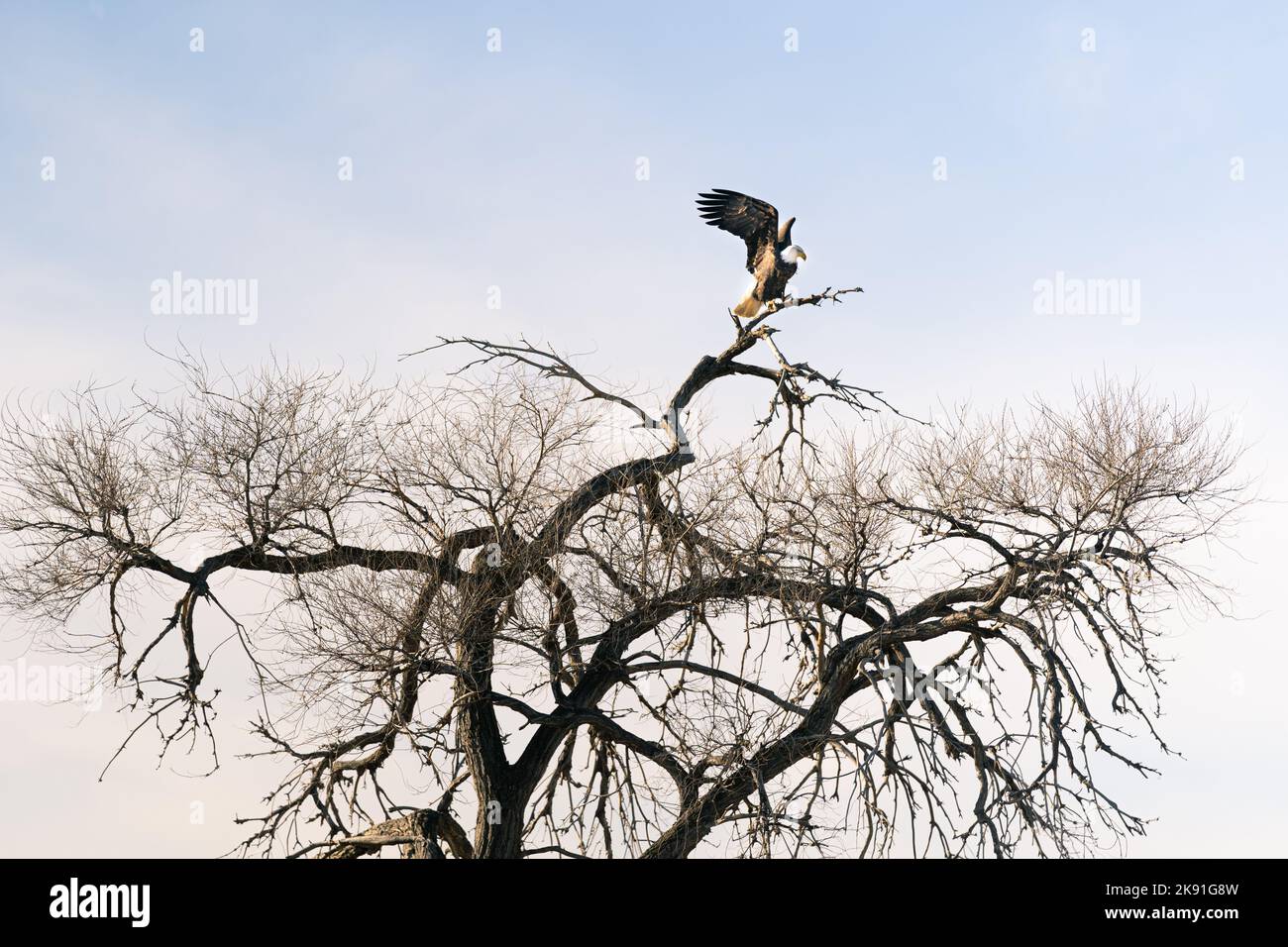 Desert bald eagle hi-res stock photography and images - Alamy