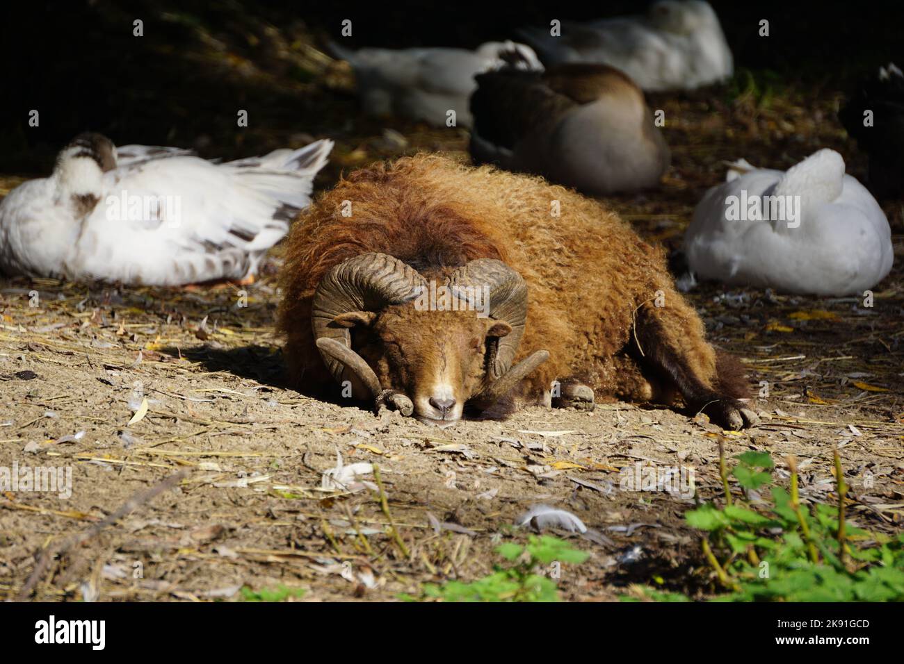 A selective focus shot of brown Castlemilk Moorit sheep lying on the ...