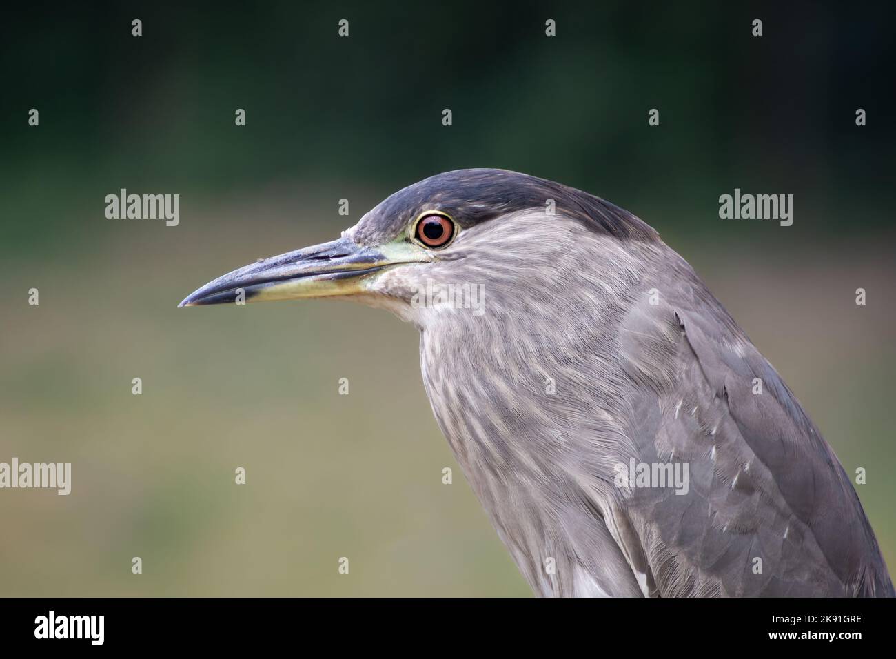 Black-crowned Night-Heron young fish bird Stock Photo - Alamy