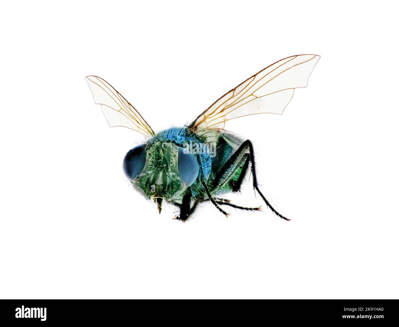 Fly isolated on white background Stock Photo - Alamy