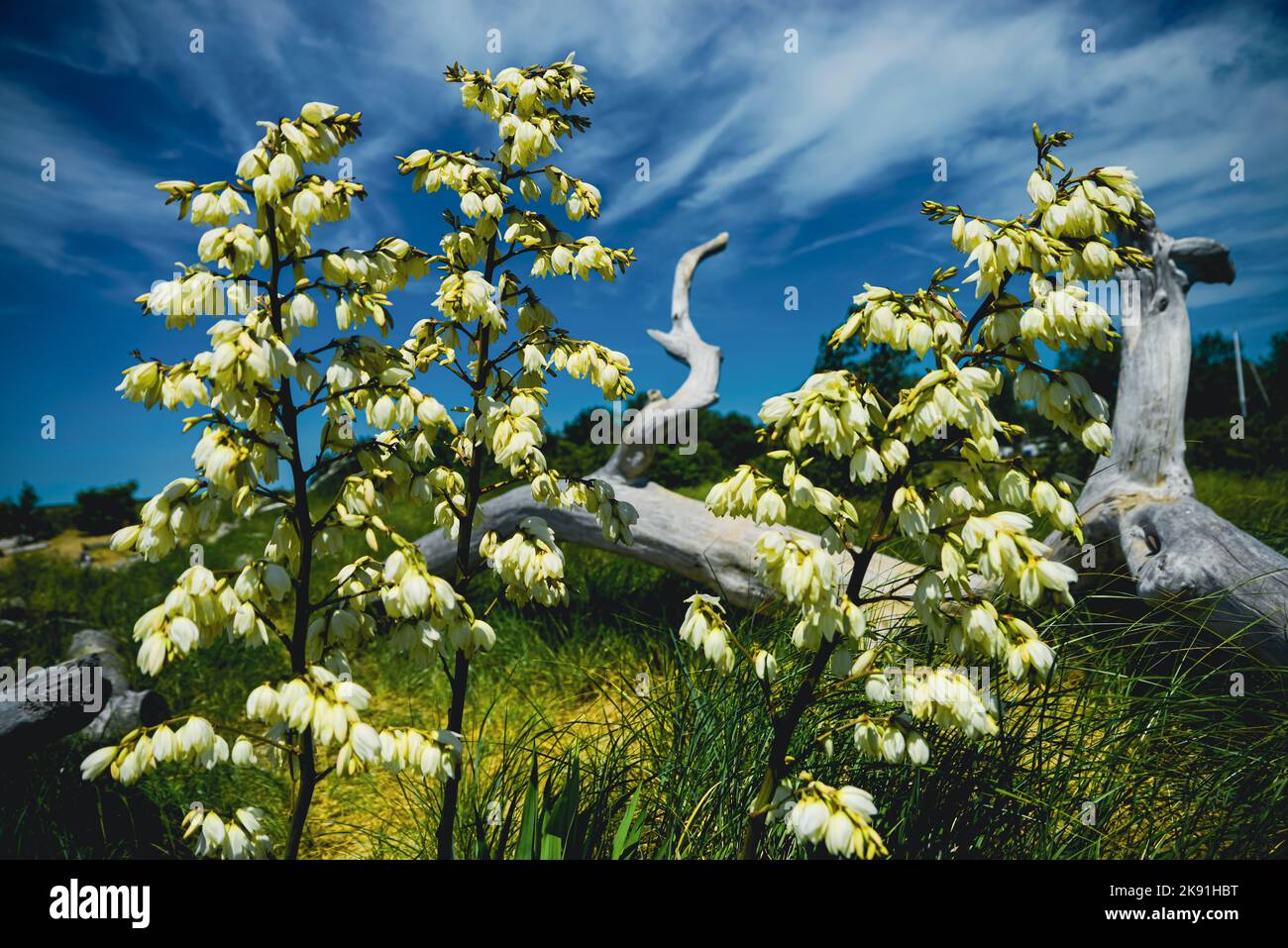 The close-up view of Adam's needle plant flowers growing in the ...