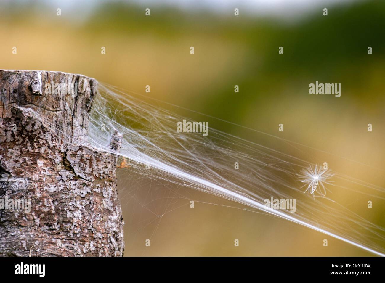The macro view of a white floating tuft stuck on a stretchy spiderweb ...