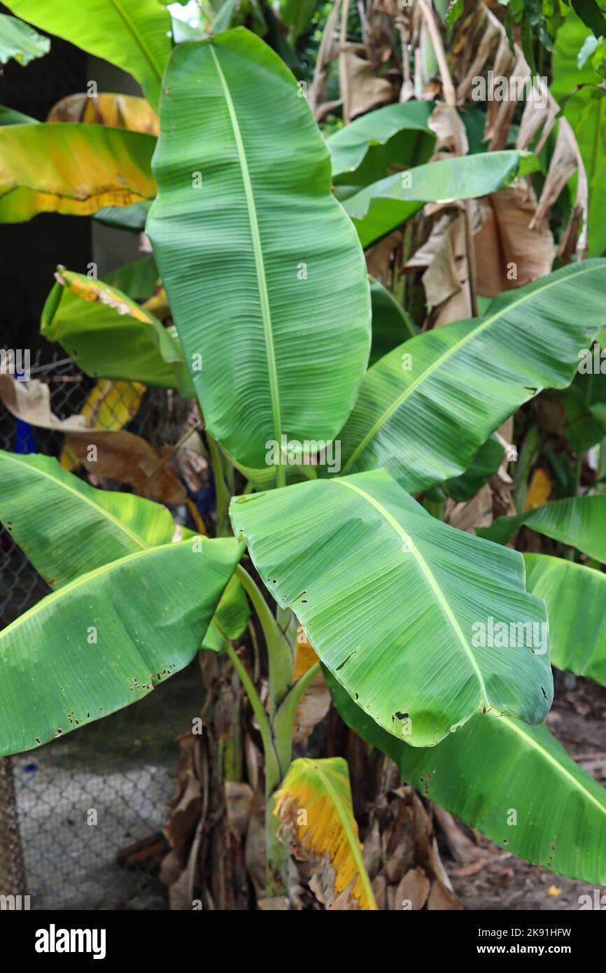 banana tree banana leaves green leaves fence background Stock Photo - Alamy