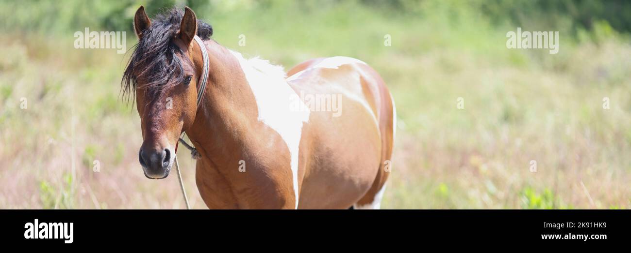 Light brown young colt stand in field, in flower meadow, wild animal in ...