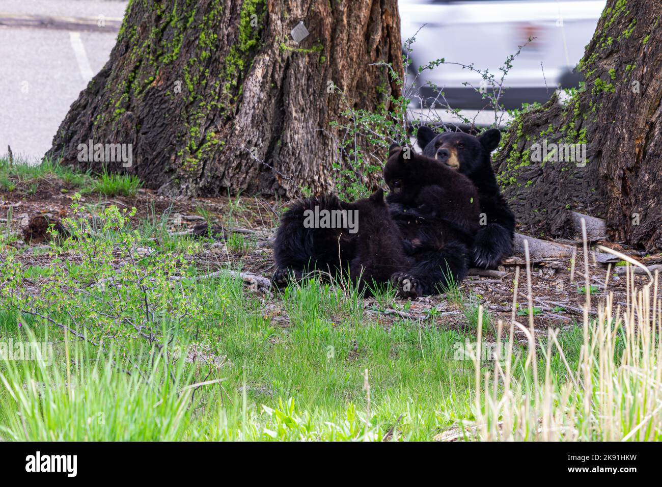 Florida black bears hi-res stock photography and images - Alamy
