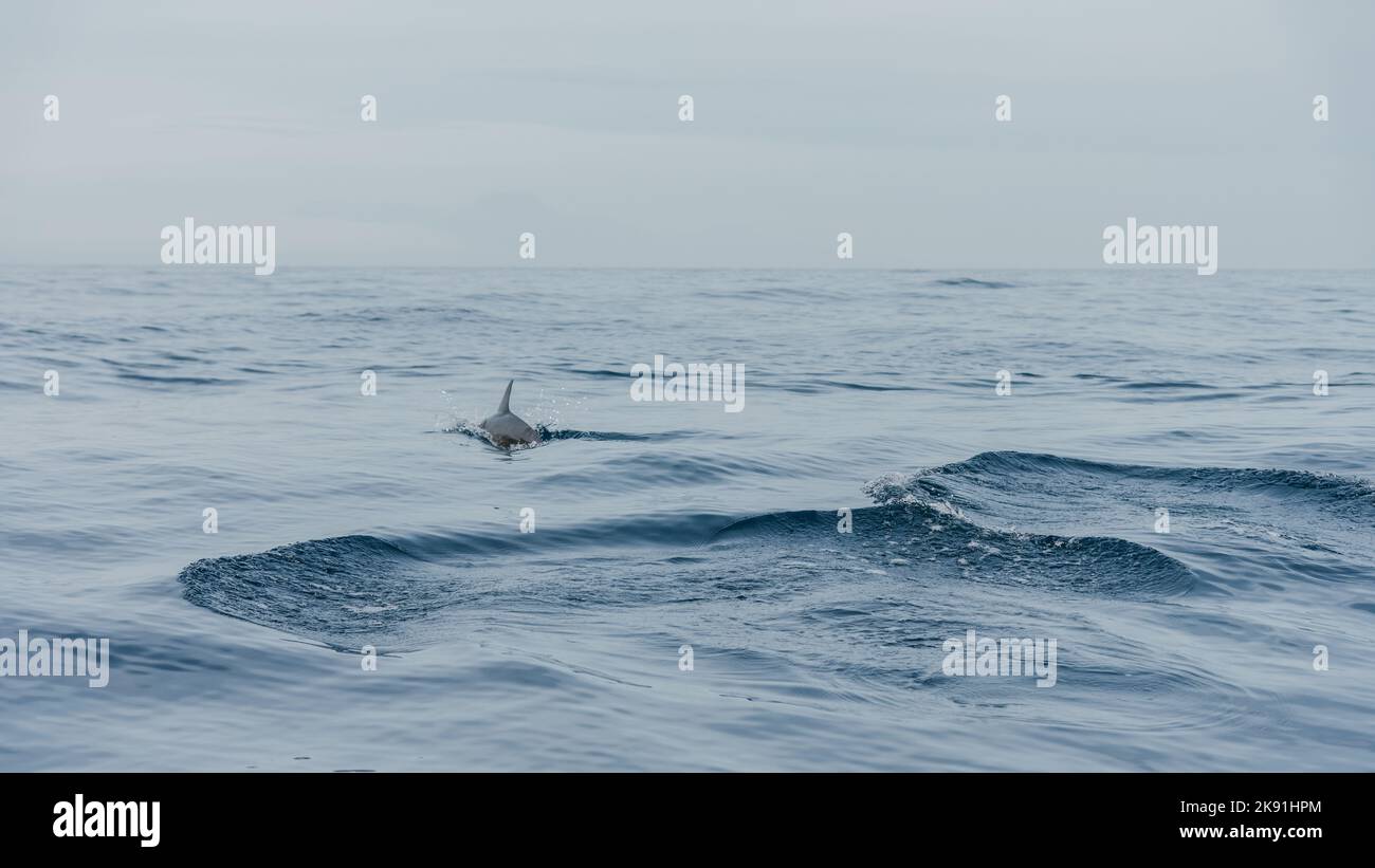 On sea dolphin fish hi-res stock photography and images - Alamy