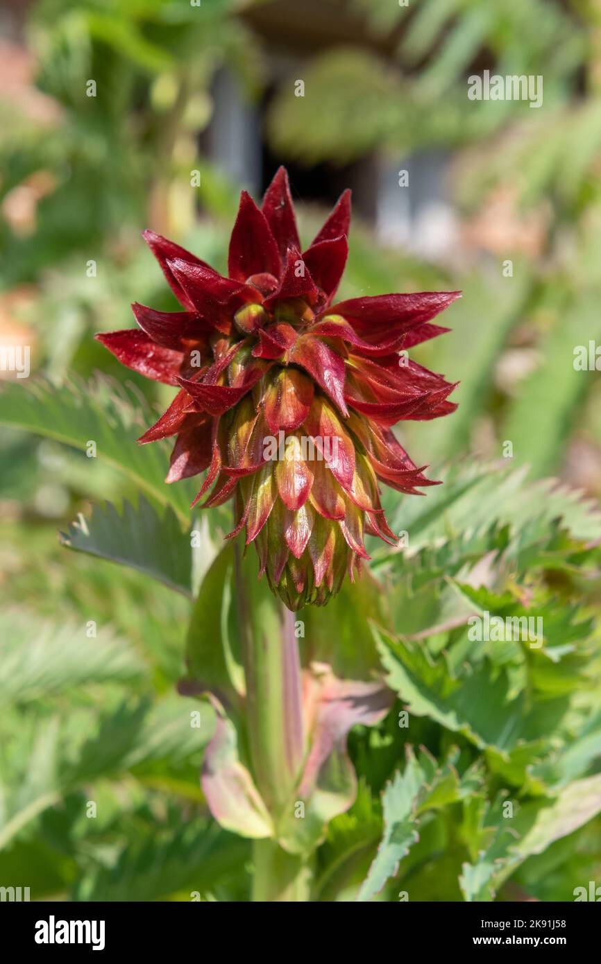 Close up of a giant honey flower (melianthus major) in bloom Stock ...