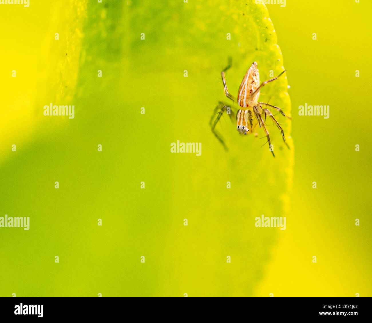 Javanus hi-res stock photography and images - Alamy