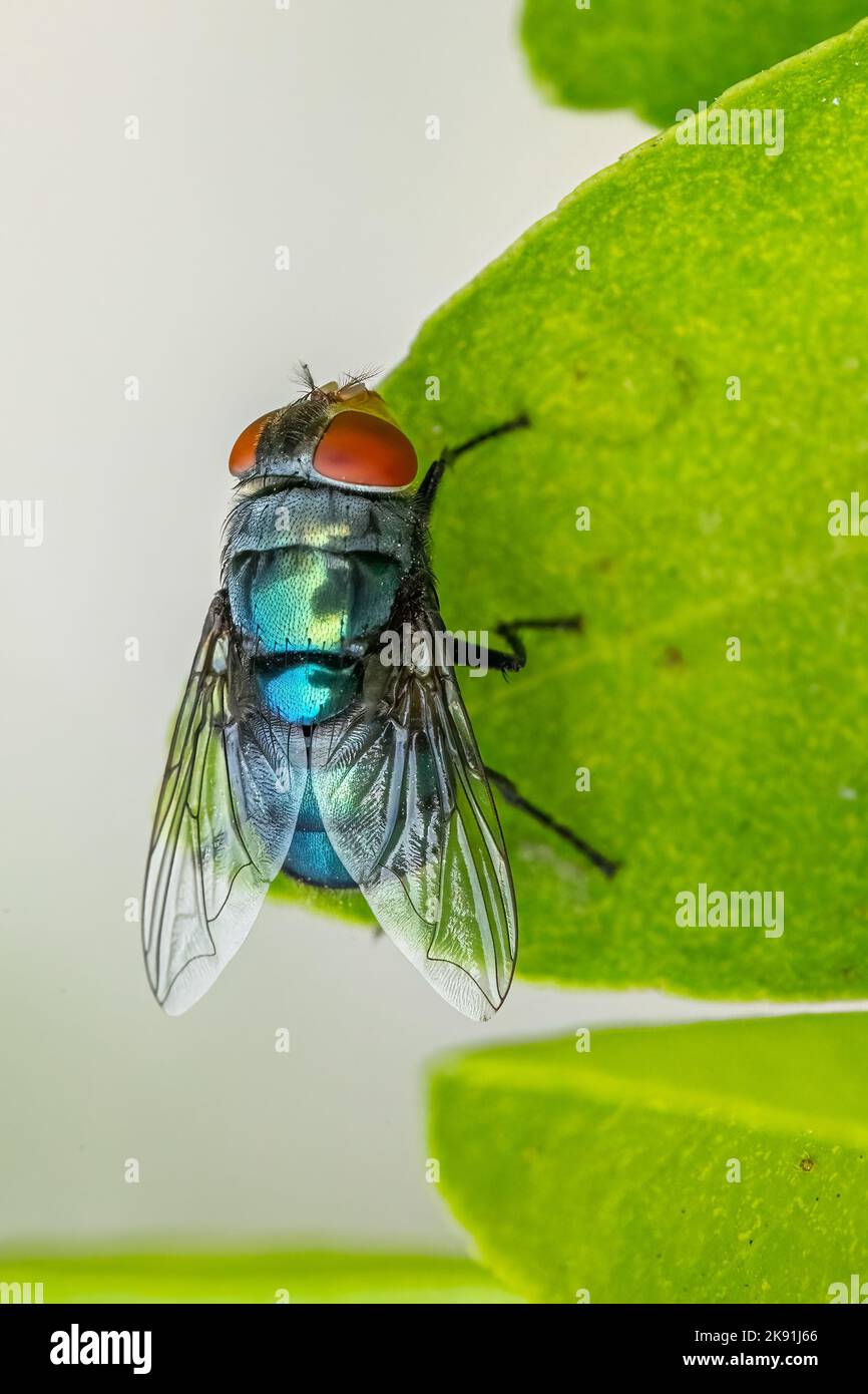 A chrysomya megacephala fly on a leaf Stock Photo - Alamy